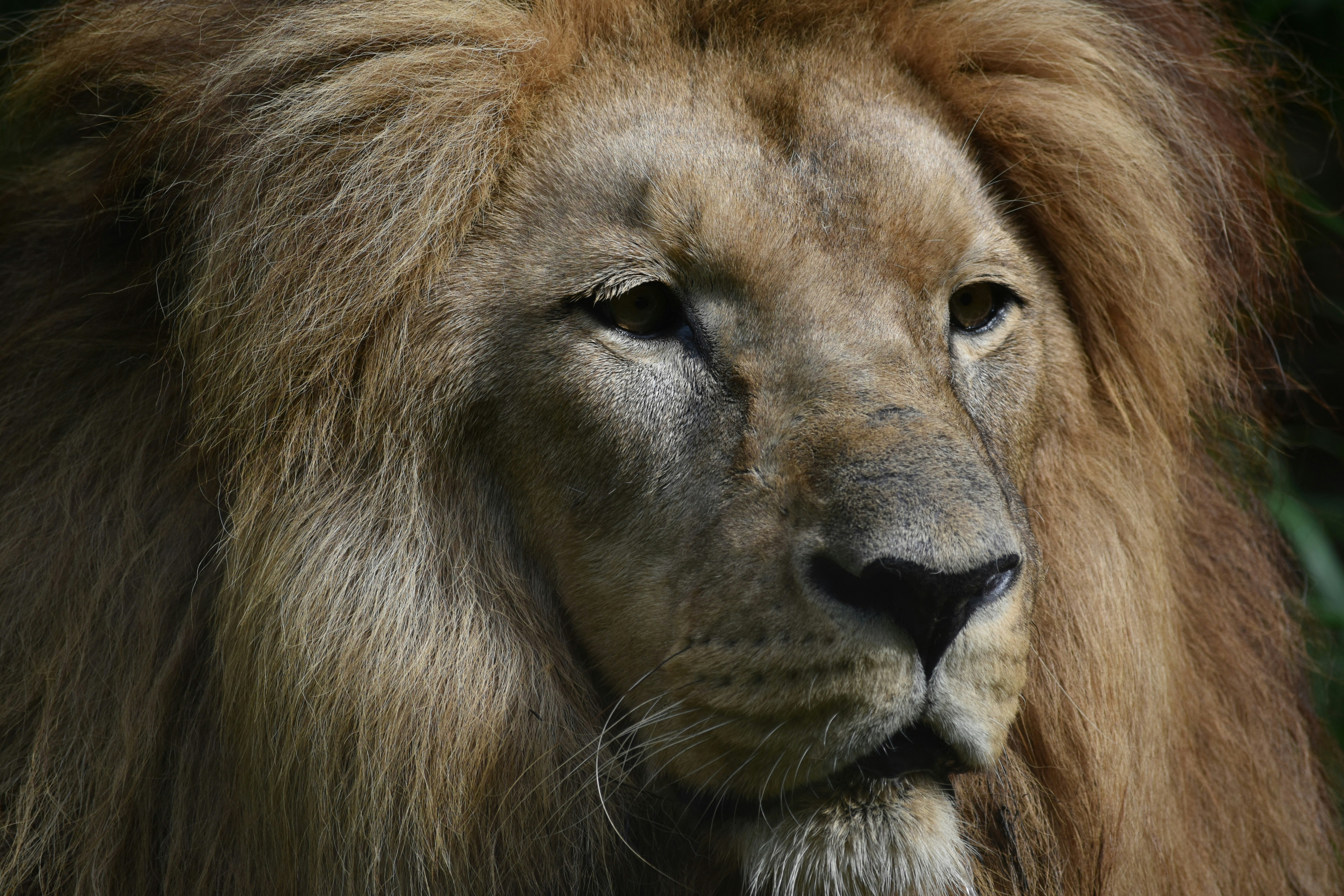 Gaze of the King: A Close Portrait in Dappled Light