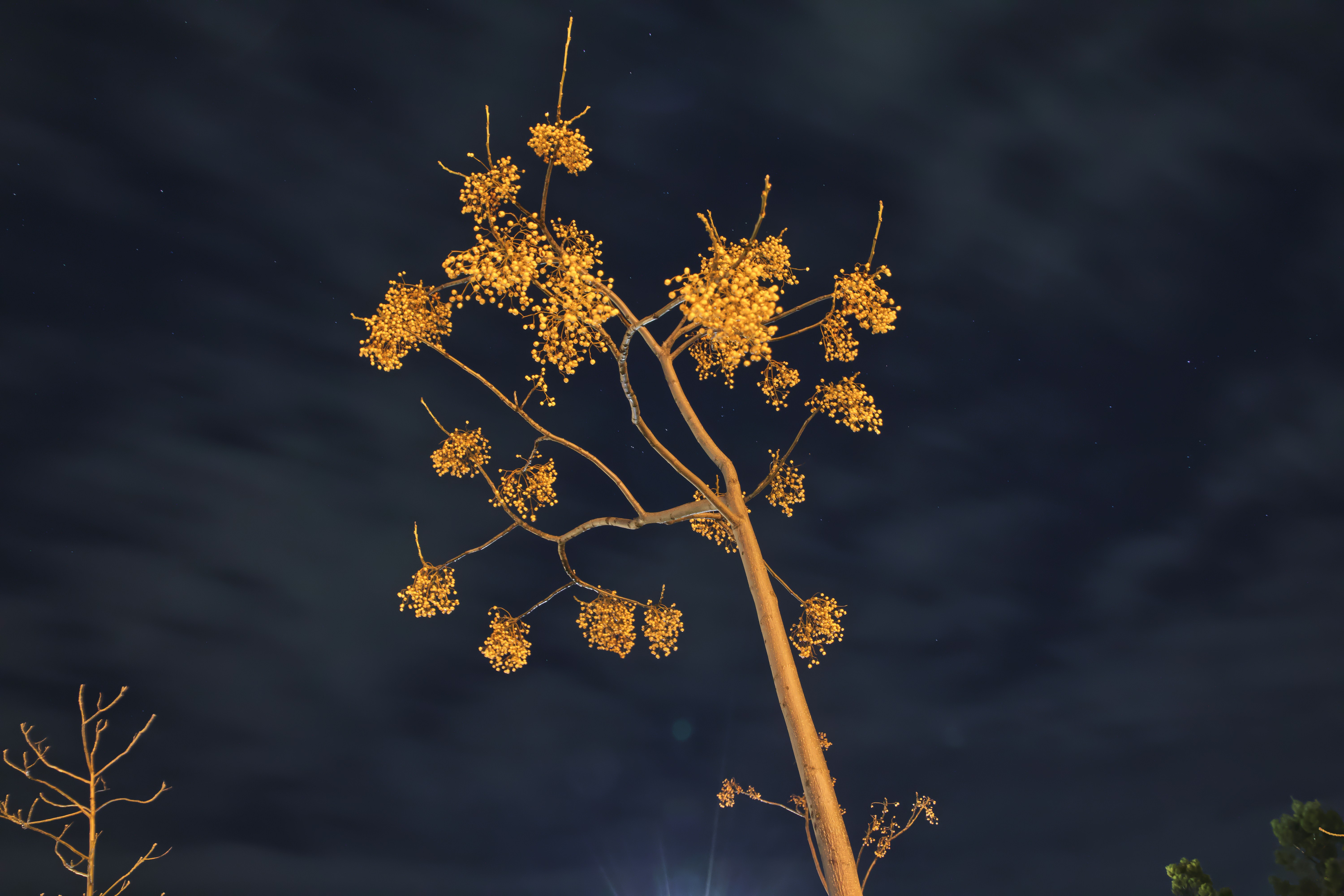Golden Blossoms Under Midnight Sky