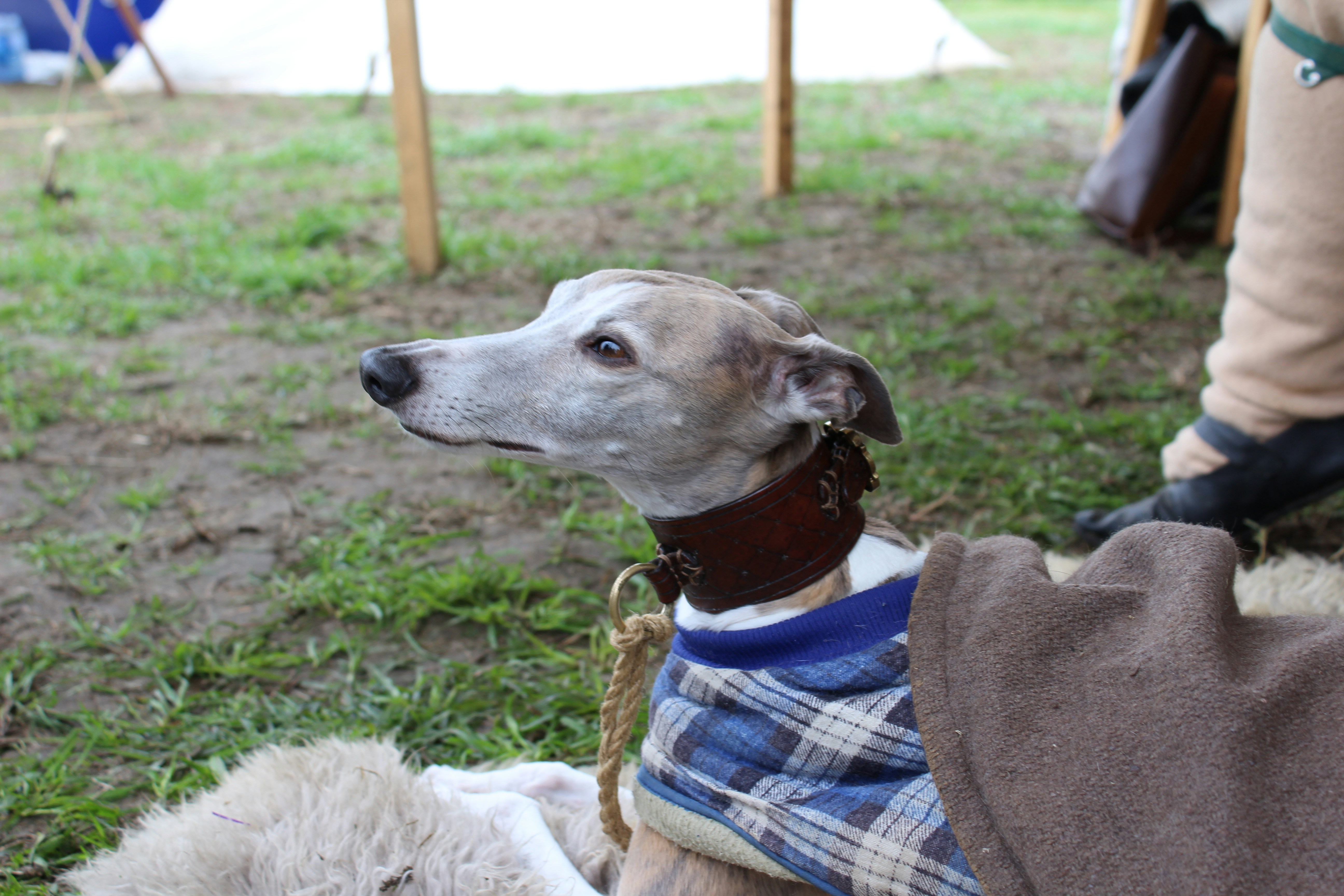 Quiet glance of a greyhound in camp, wrapped in plaid and wool
