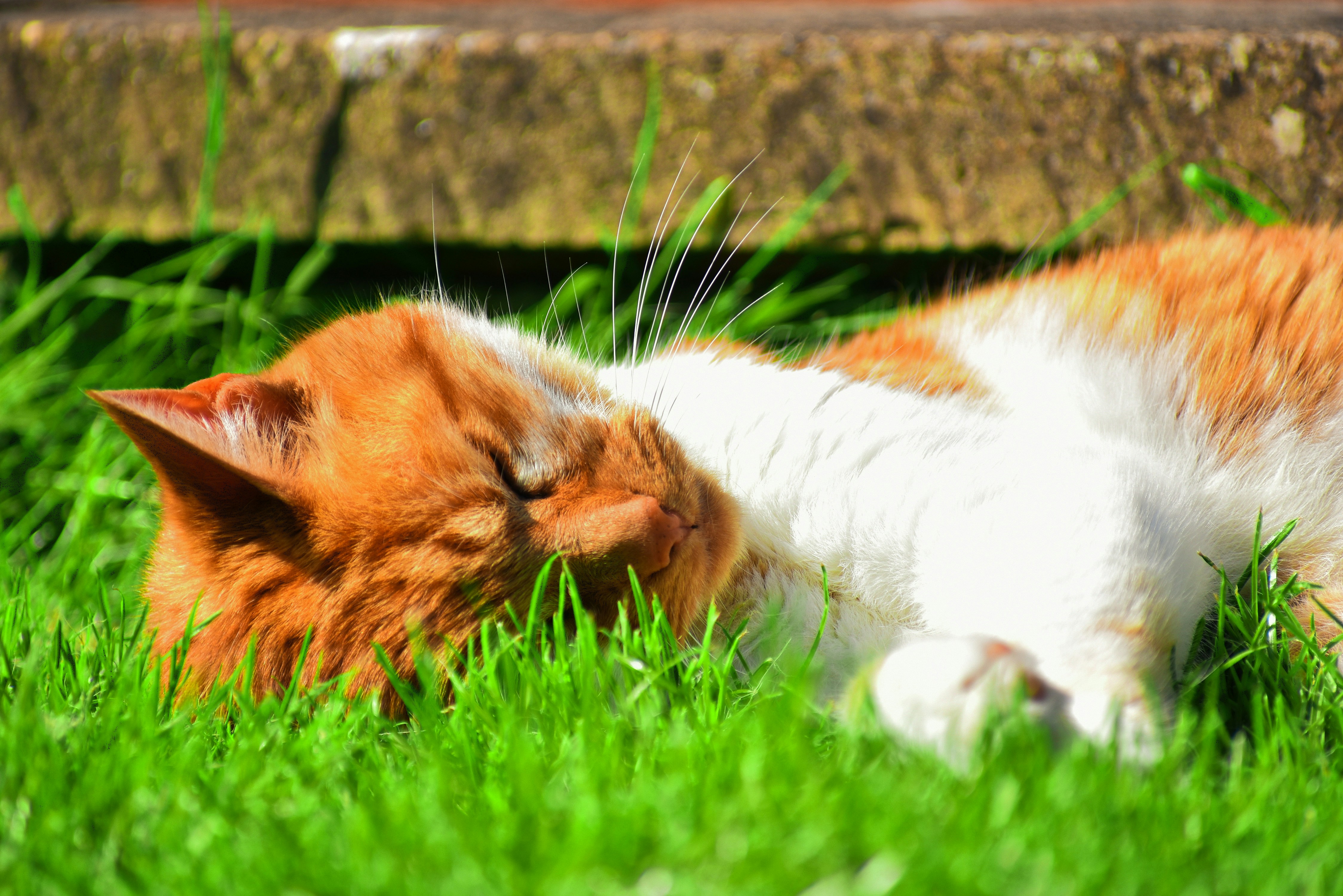 A ginger and white cat peacefully resting on lush green grass, basking in the sunlight.