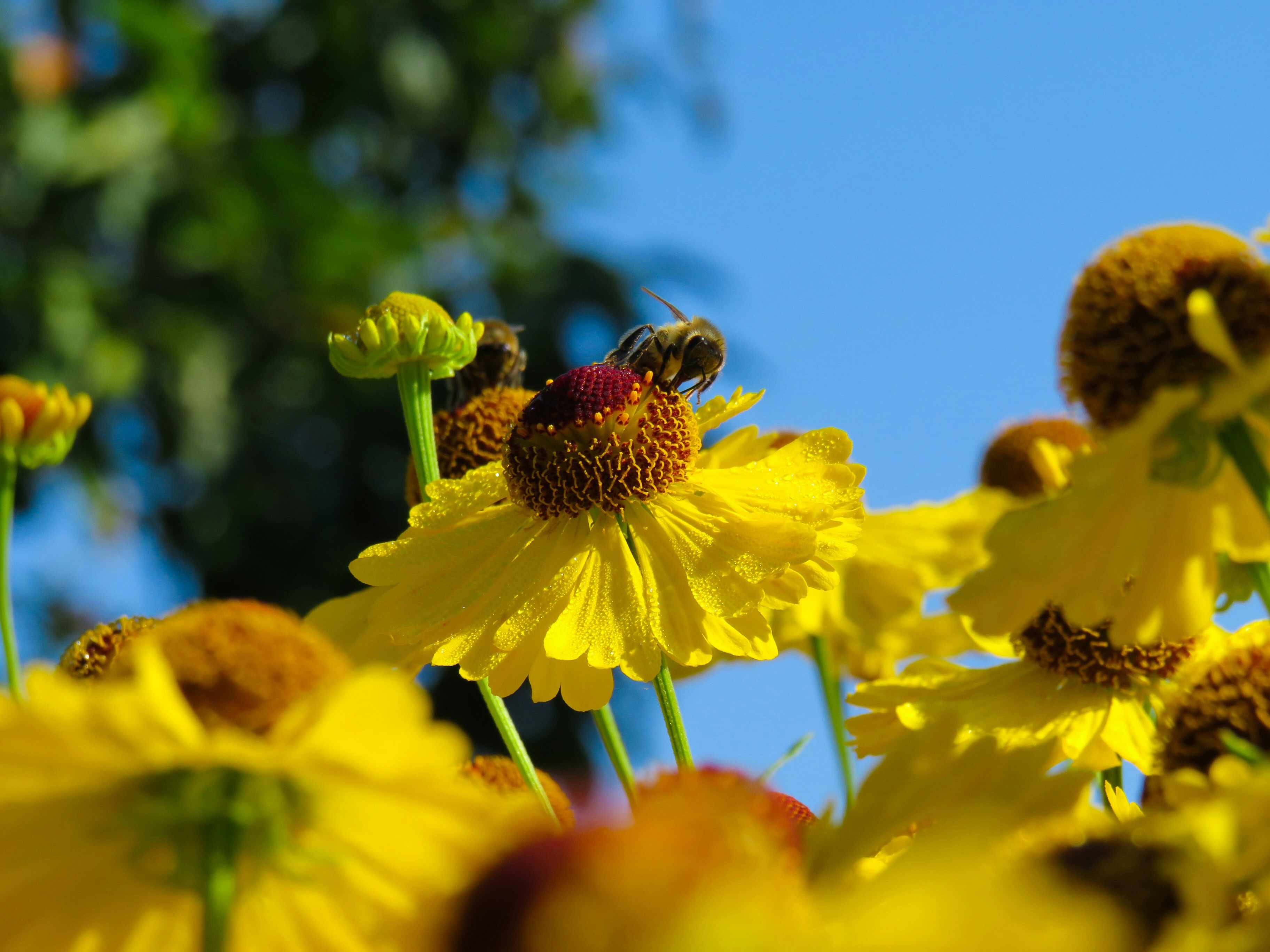 A bee busily collects pollen from vibrant yellow flowers under a clear blue sky. The scene highlights the intricate relationship between nature and pollinators.