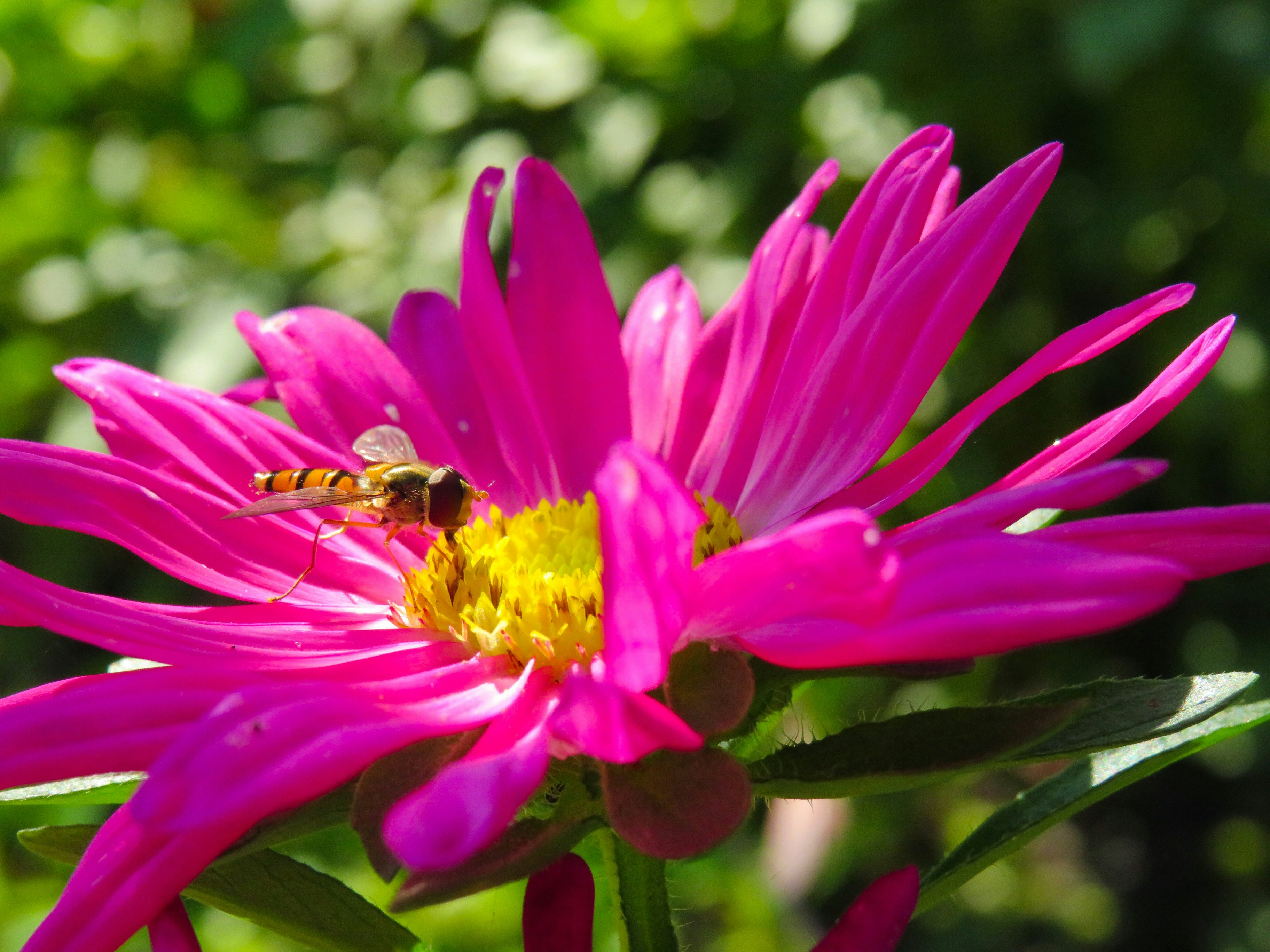 A vibrant pink flower with a bee collecting nectar, showcasing the beauty of nature's pollination process.