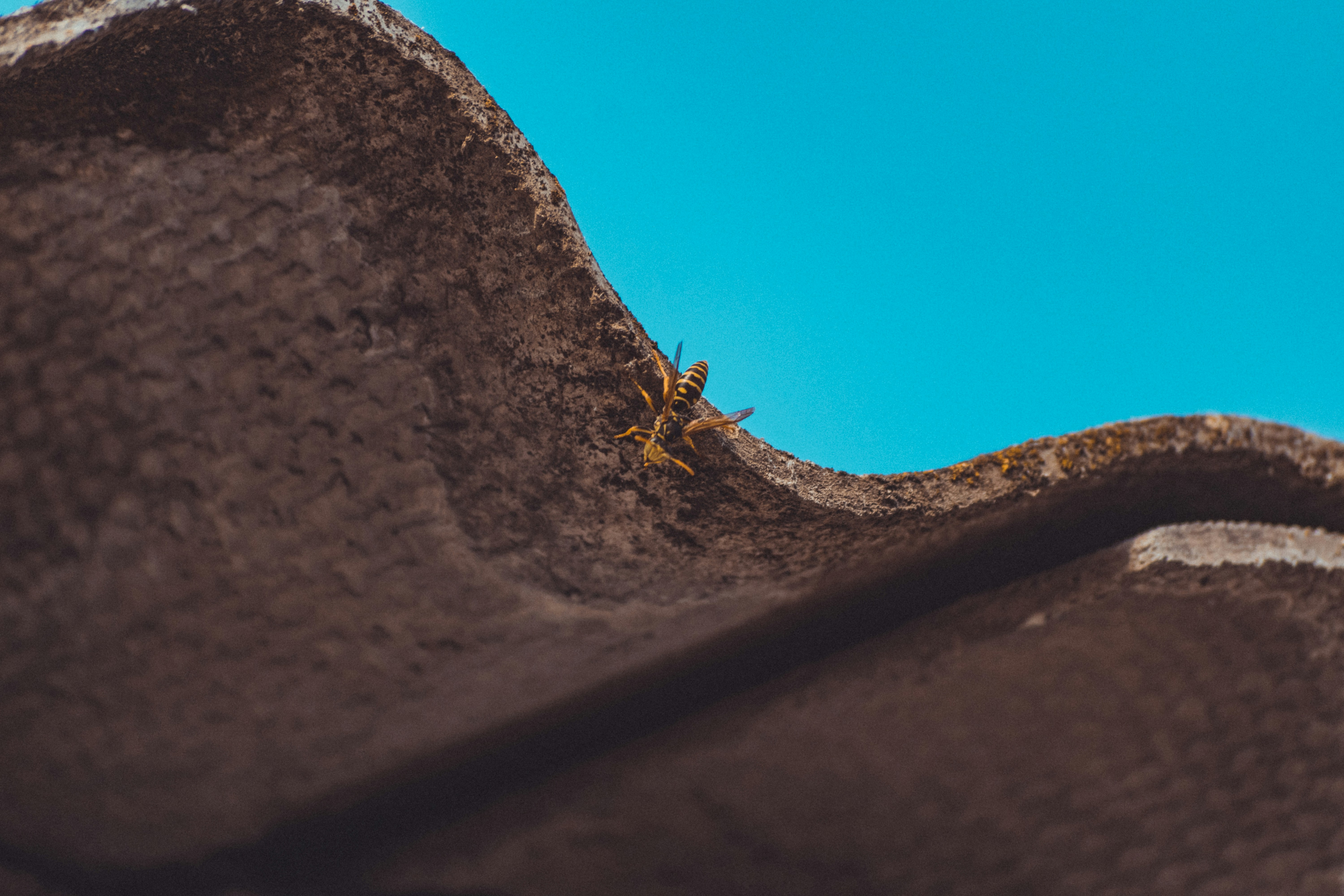 Desert lizard tracing a sunlit ridge on a curved clay roof
