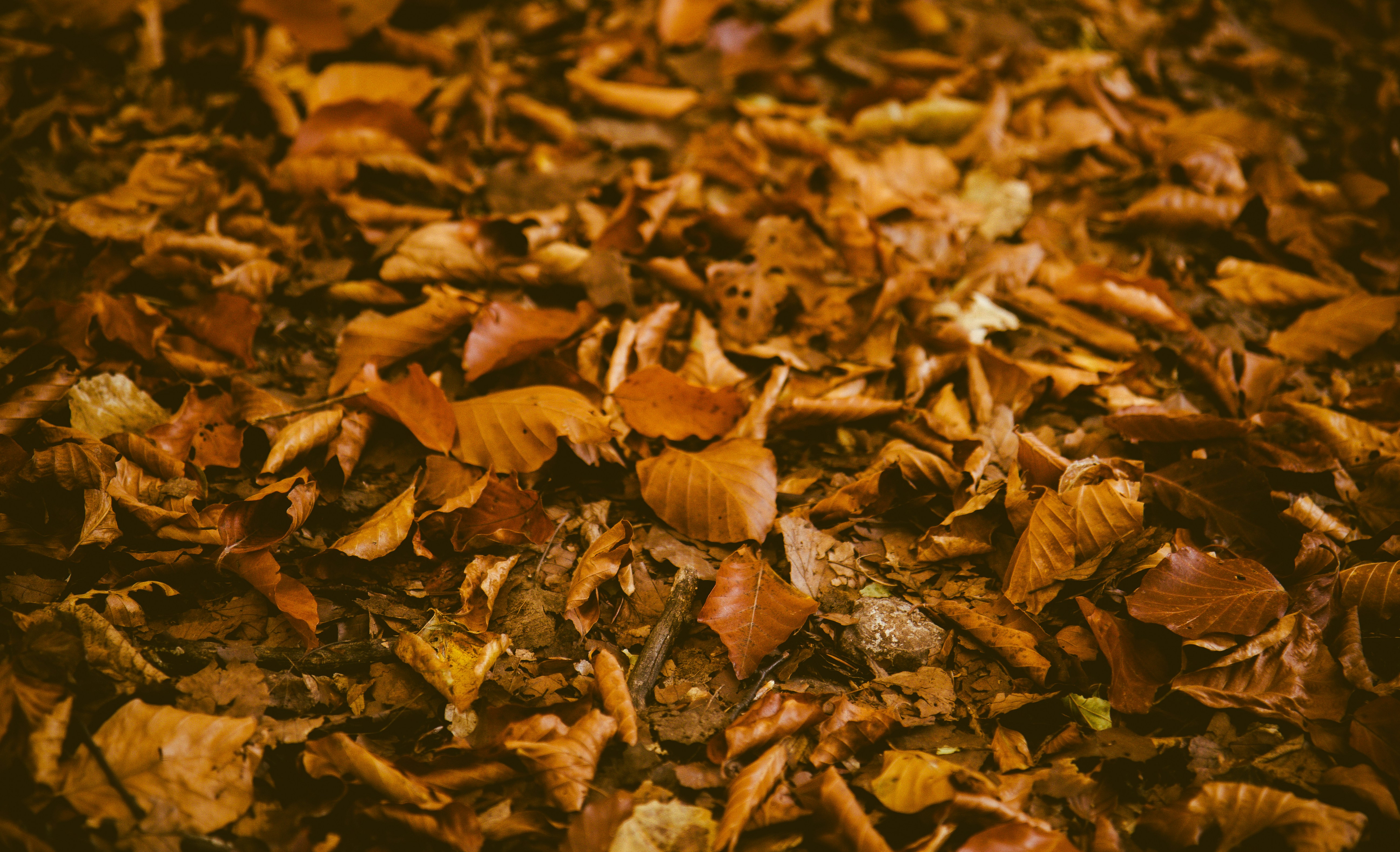 Autumn Bed: A Quiet Floor of Fading Leaves