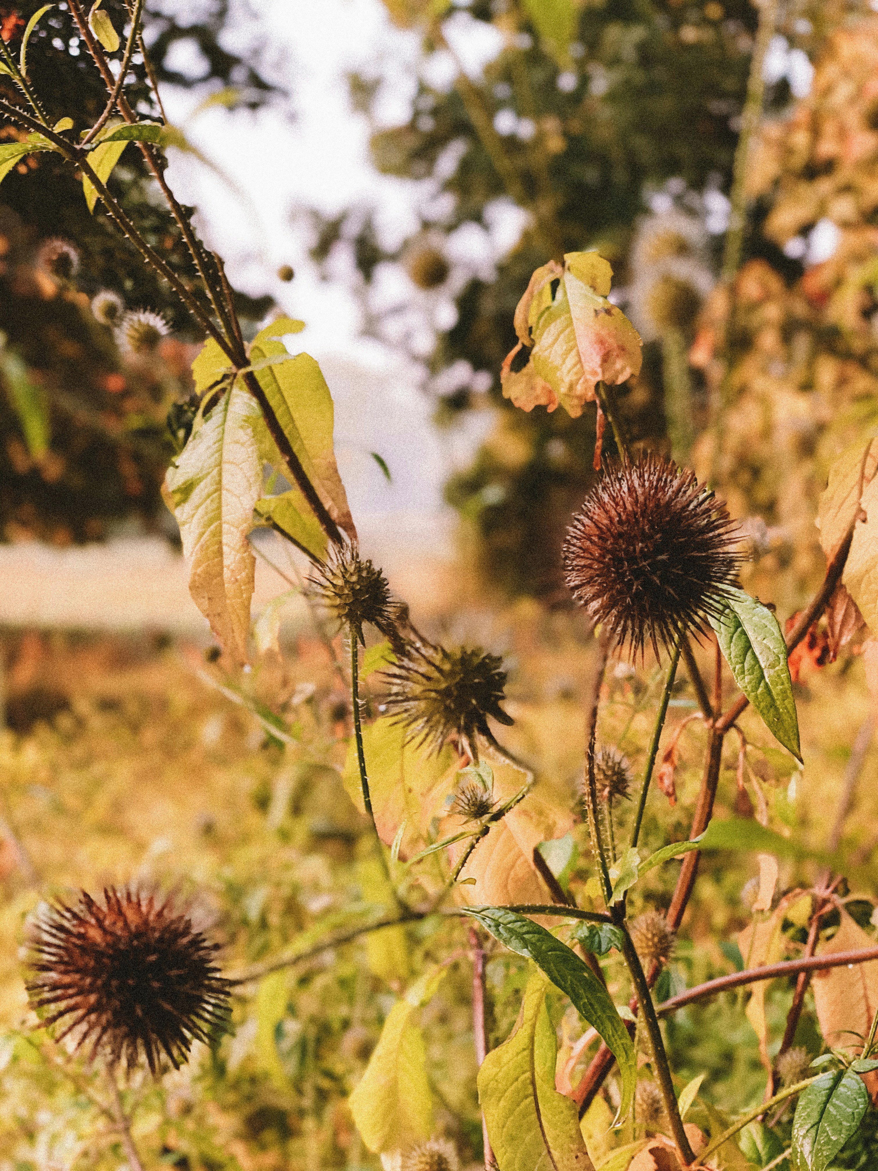 Autumn Bursts: A Field of Spiky Seed Heads in Warm Light