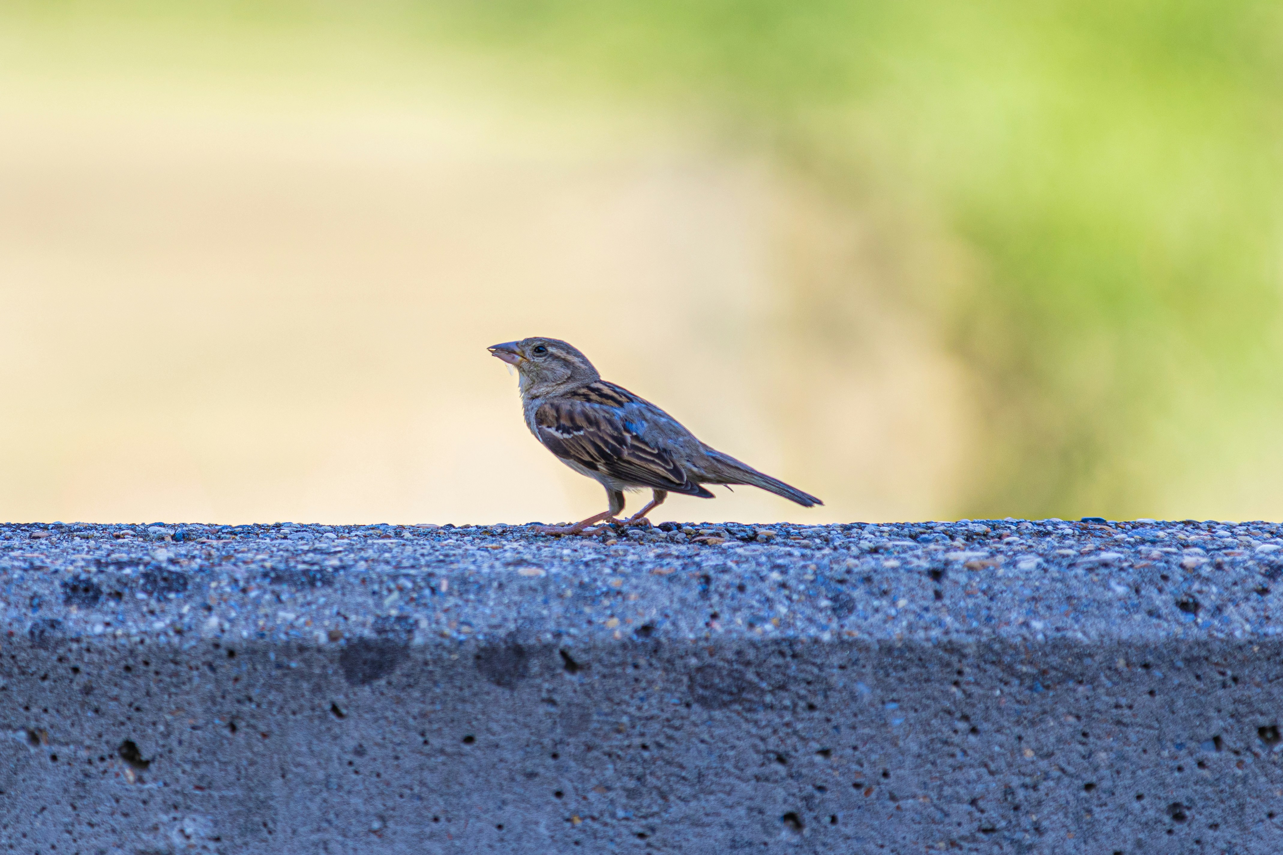 Sparrow perched on a concrete ledge, observing its surroundings with keen interest.
