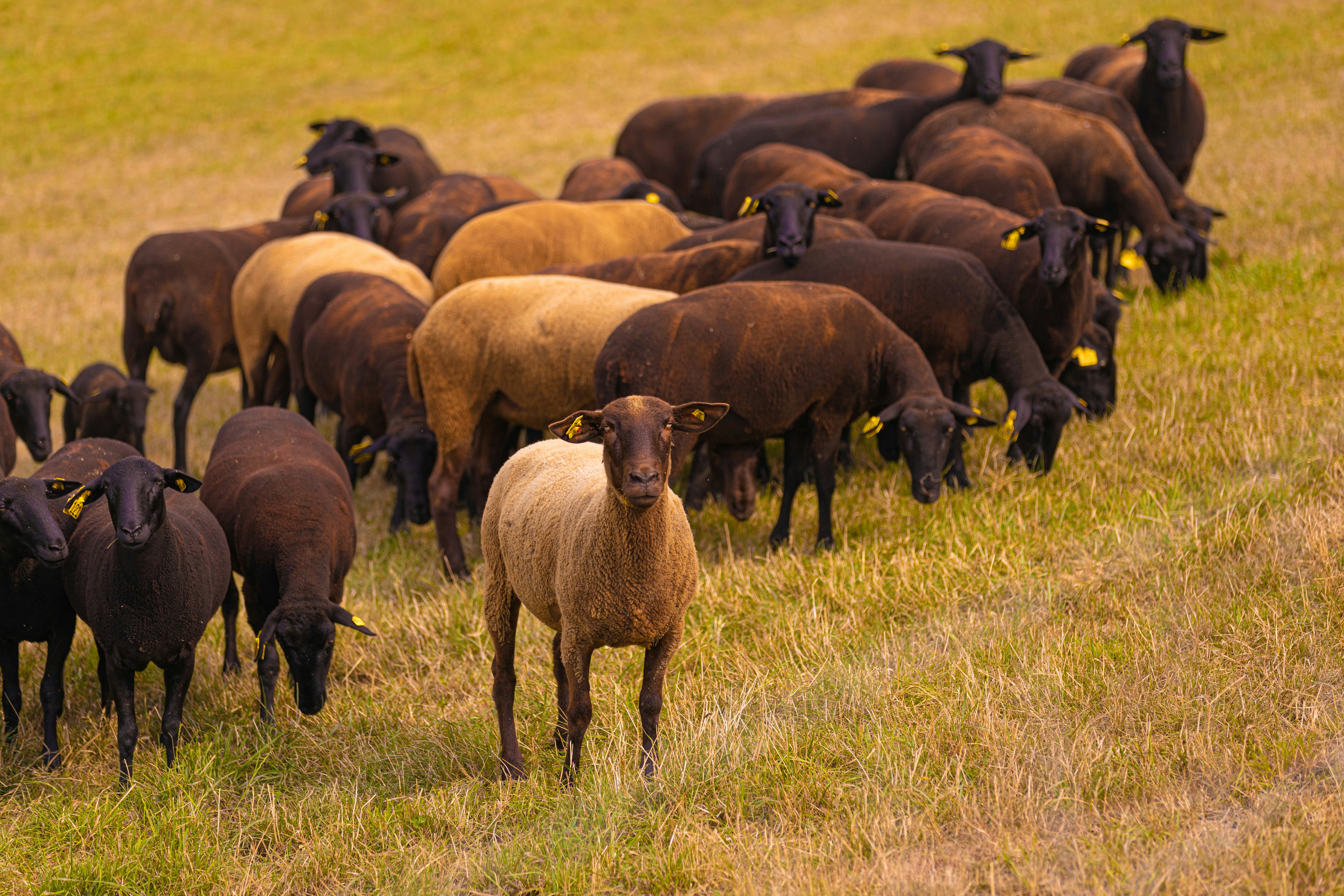 Lead Ewe in a Sea of Flock Under Golden Light