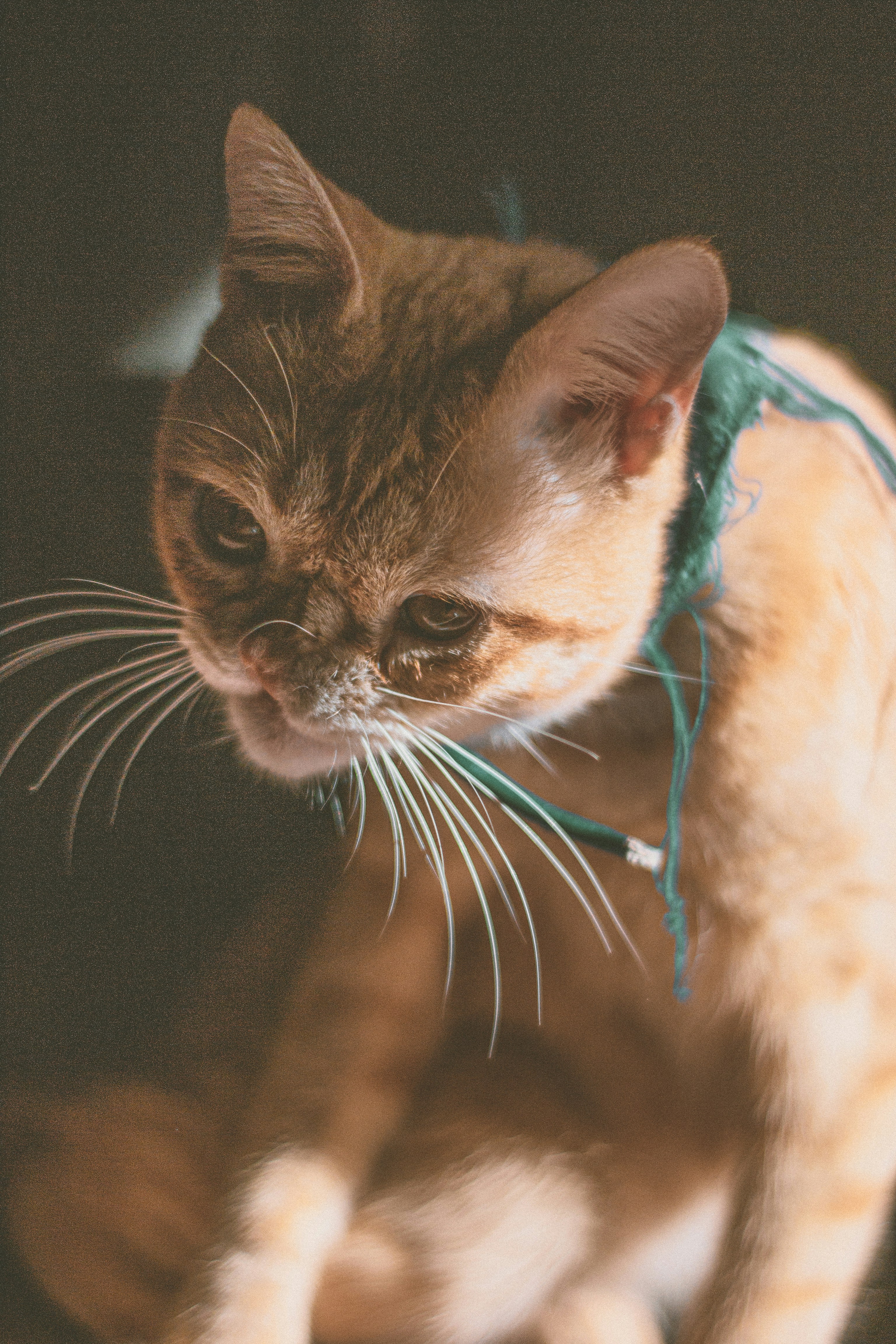 cat, pet, baby cat