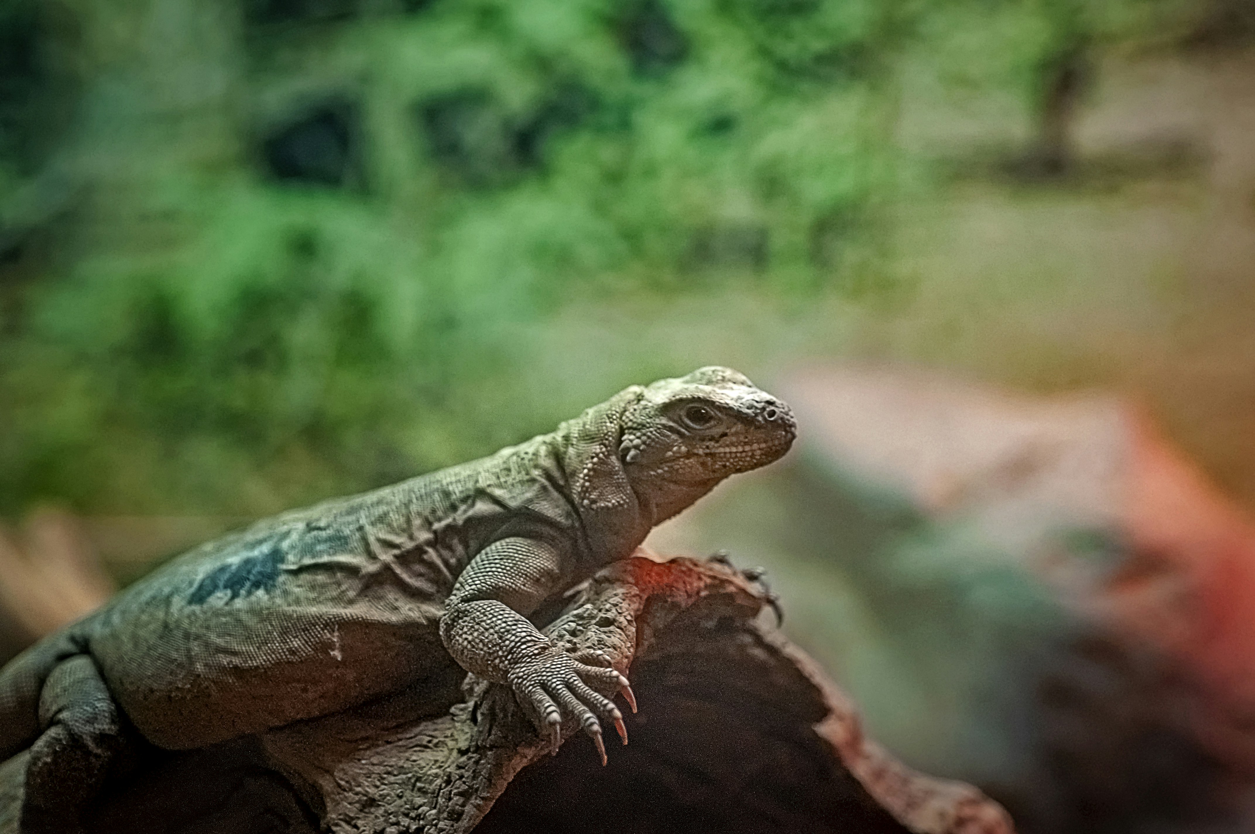 Gray lizard photo – Free Green Image on Unsplash