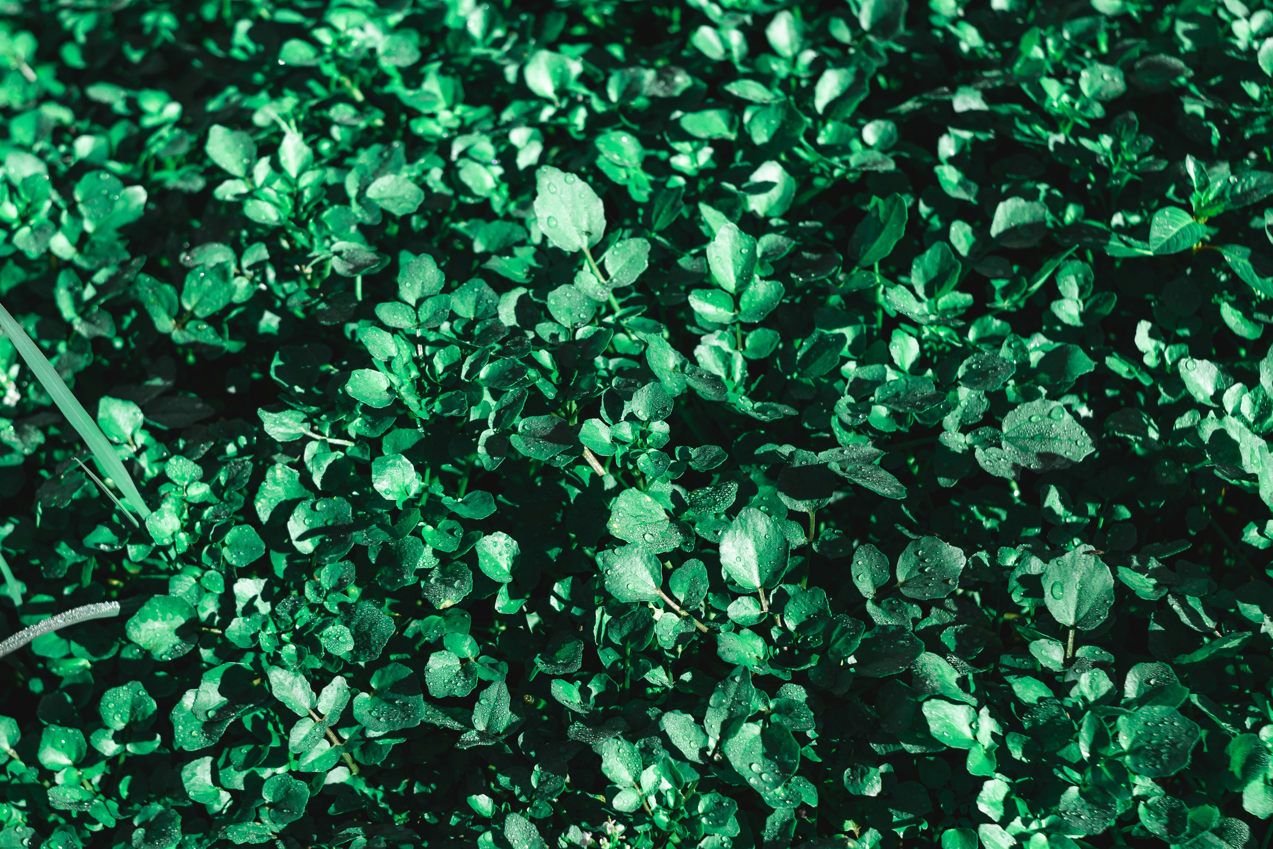 Teal Mosaic: Close-Up of a Dense Hedge of Leaves