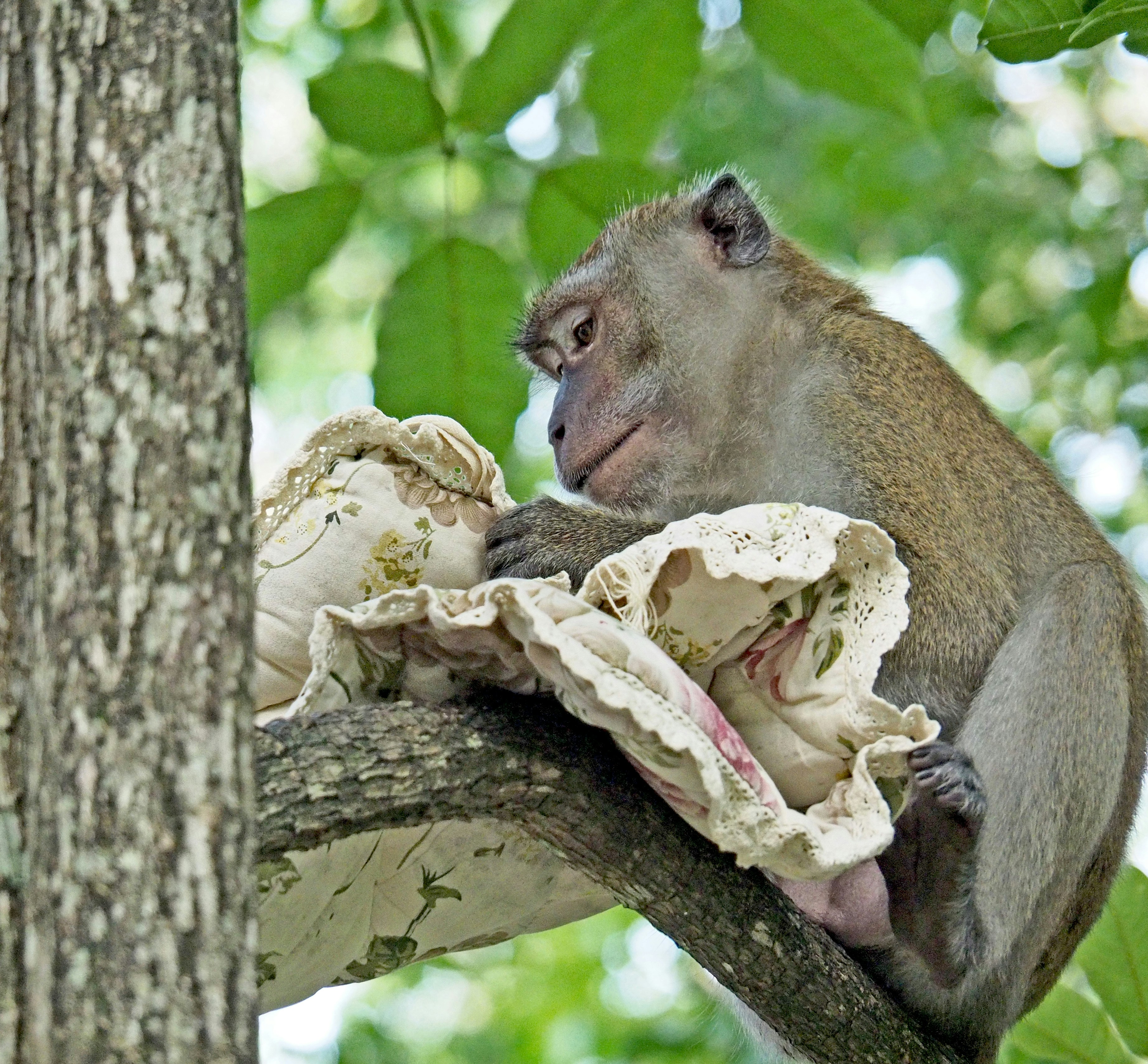 Quilted Quiet on a Green Canopy: Macaque at Rest