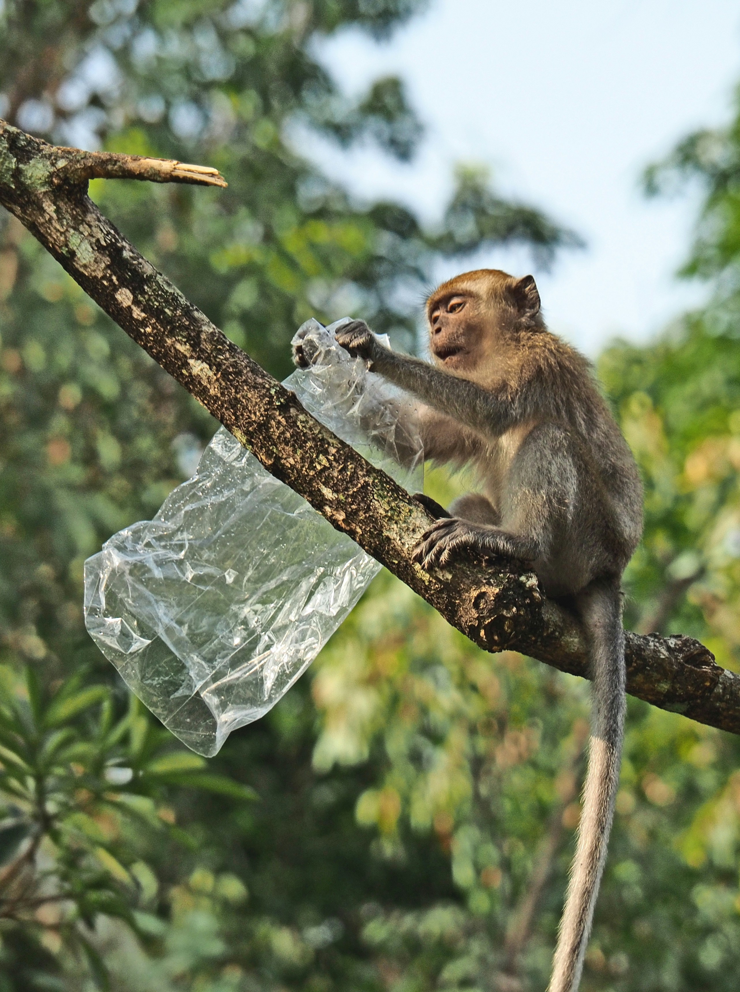 Branch Bargain: A Macaque Inspects a Plastic Bag in Tropical Light