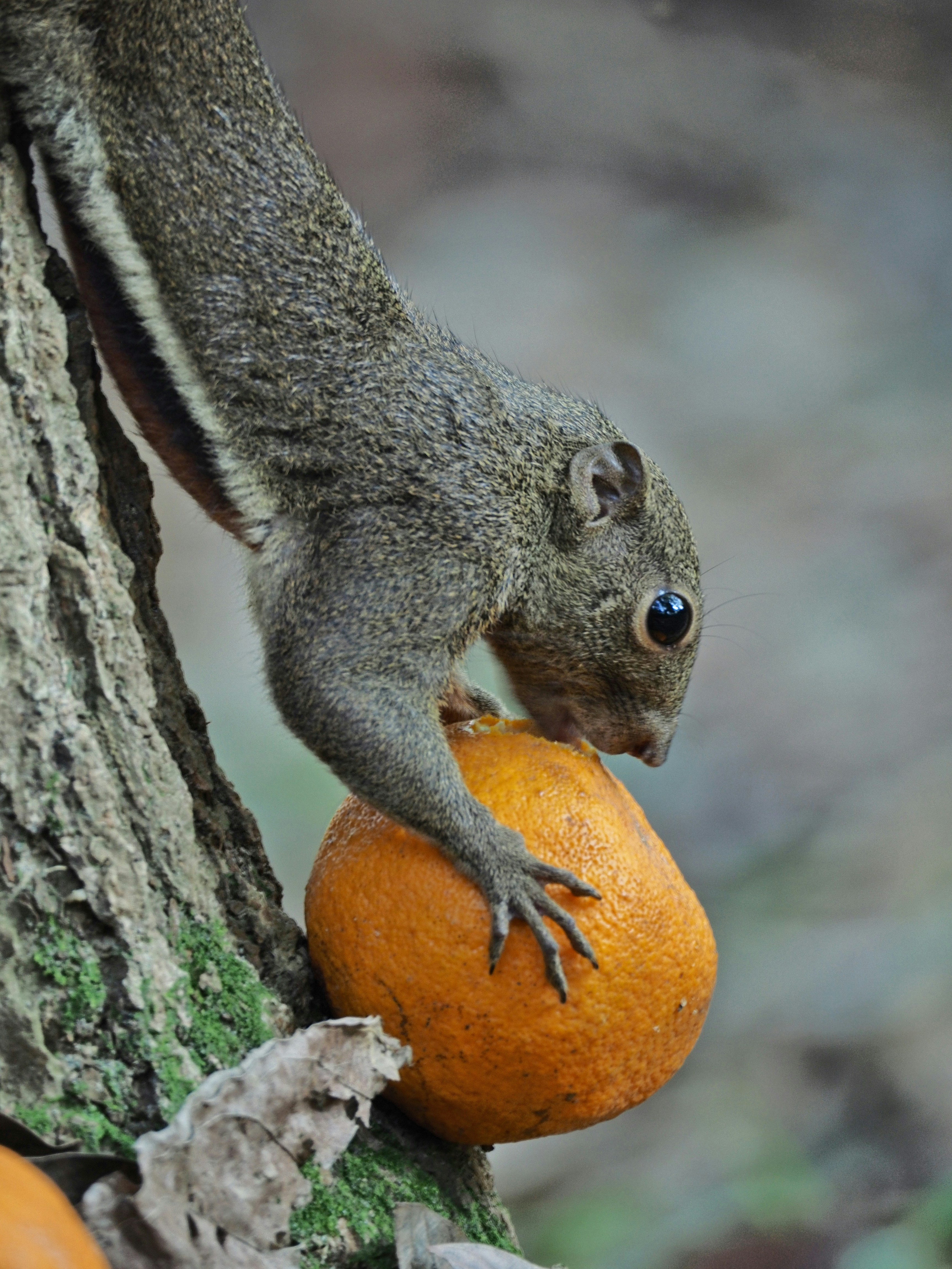 Citrus Cling: A Squirrel Delicately Forages an Orange on Bark