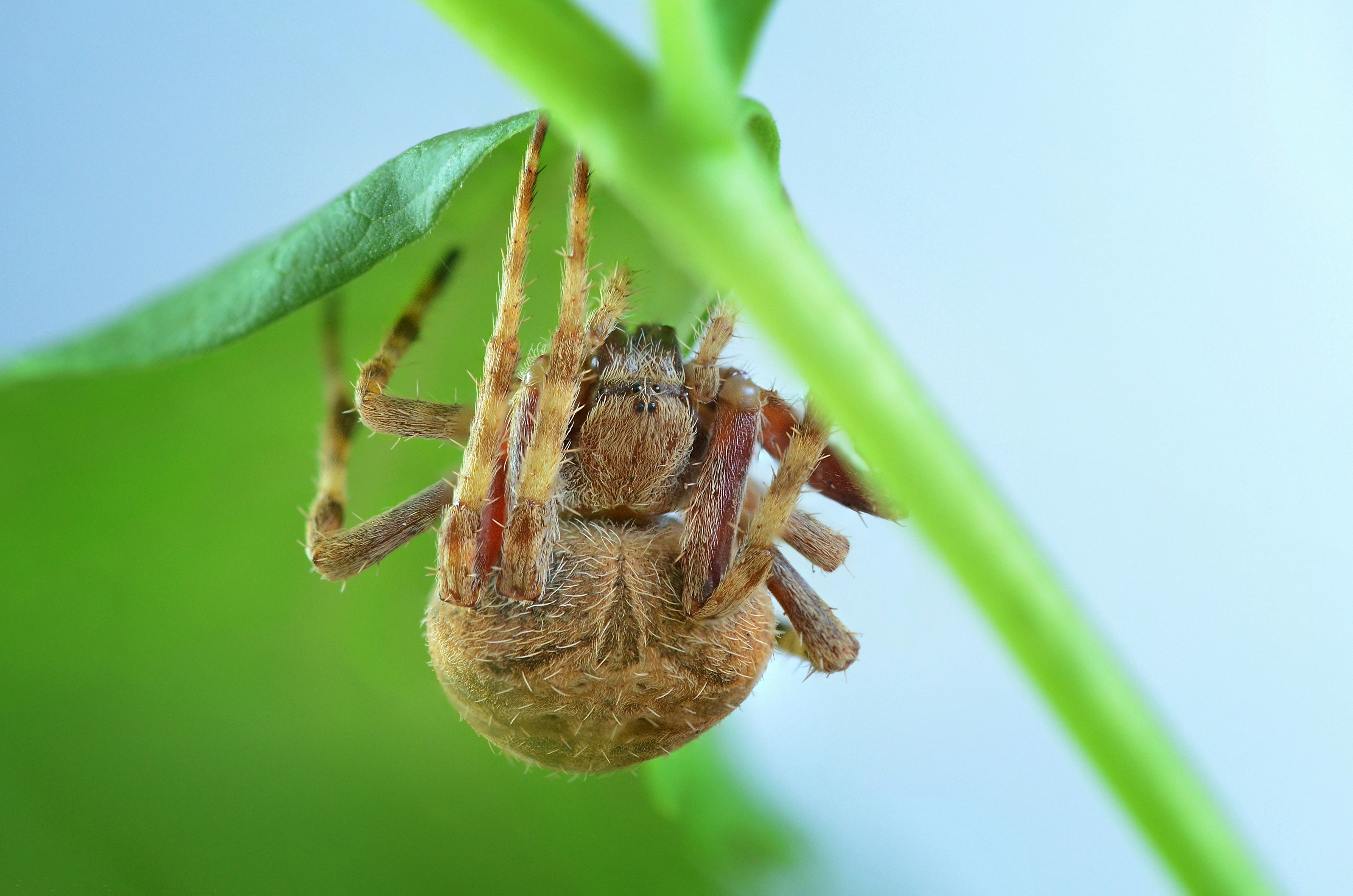Spiders | 10 best free spider, macro photography, animalsandpet and ...