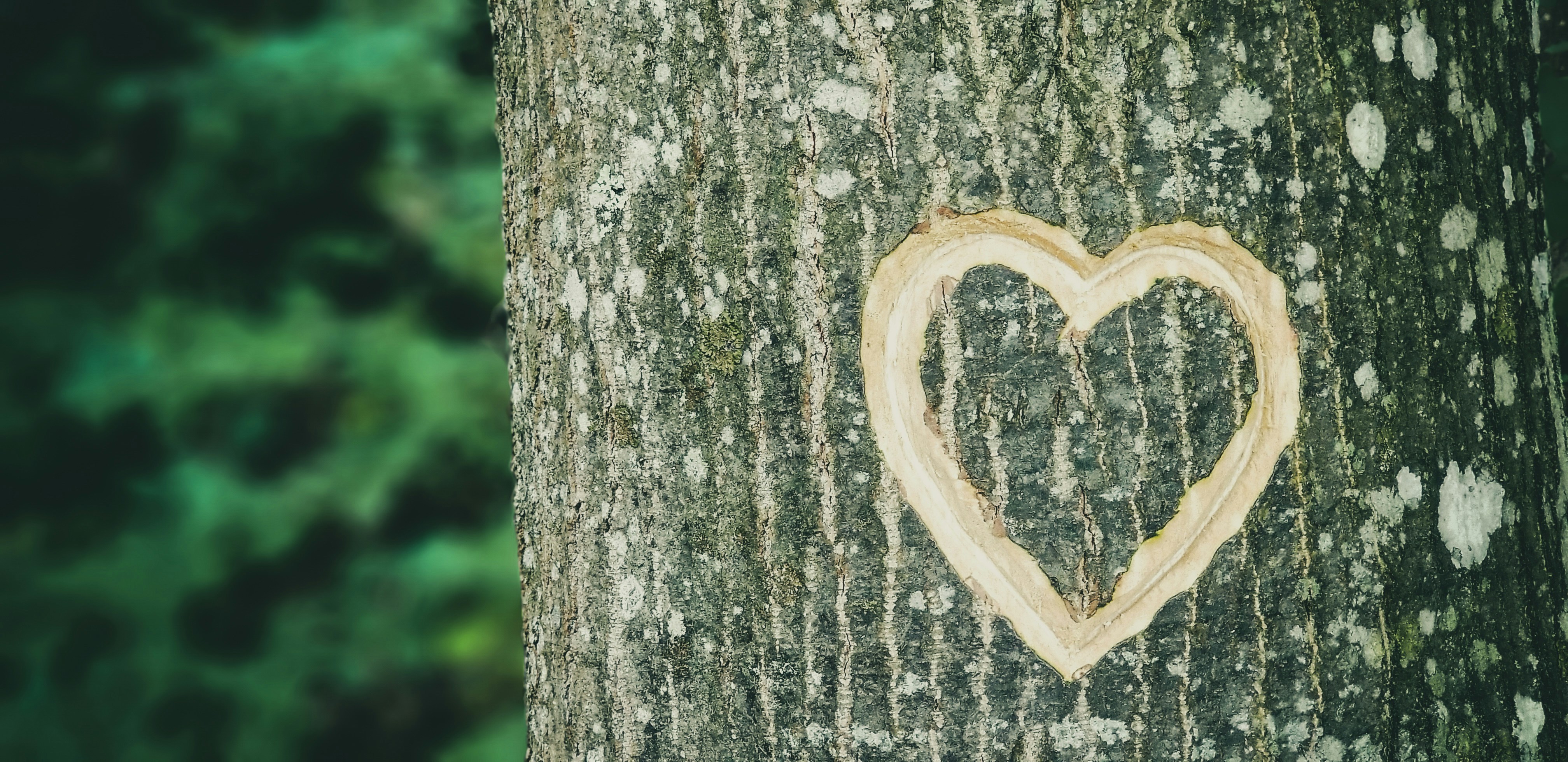 Heart on tree trunck photo – Free Plant Image on Unsplash