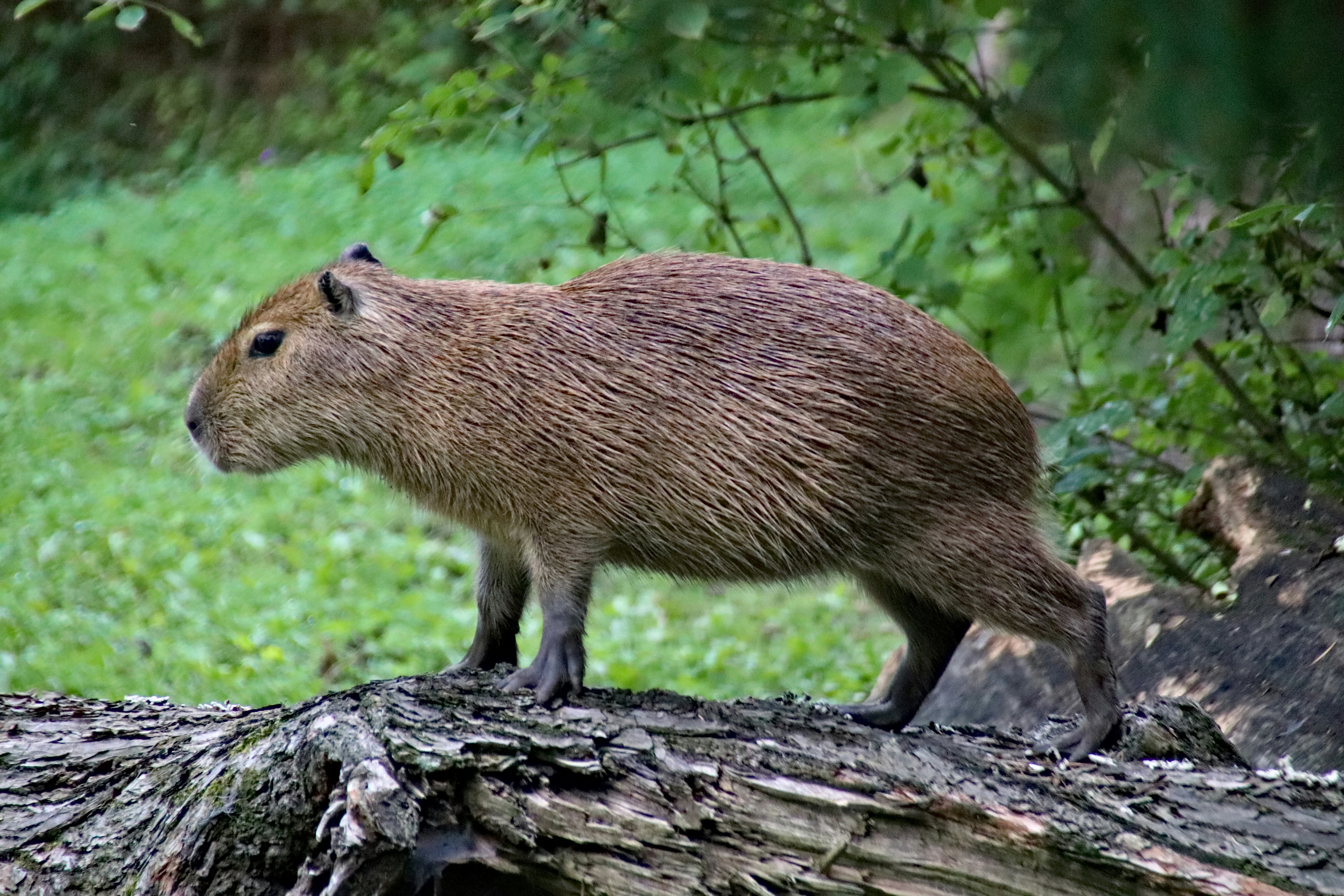 Capybara standing alert on a fallen log, surrounded by lush greenery. The scene captures the essence of its natural habitat.