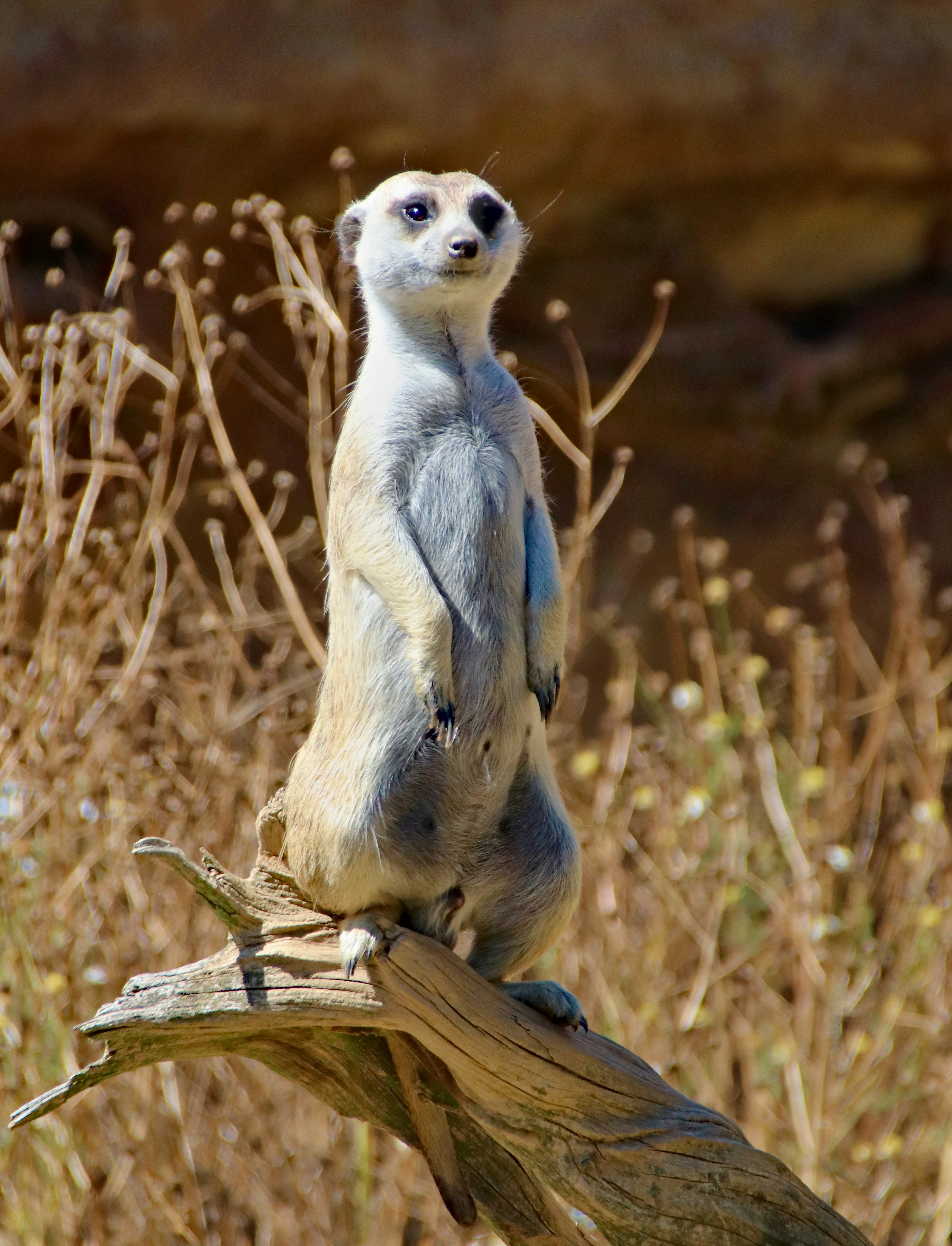 30k+ Meerkat Pictures | Download Free Images on Unsplash