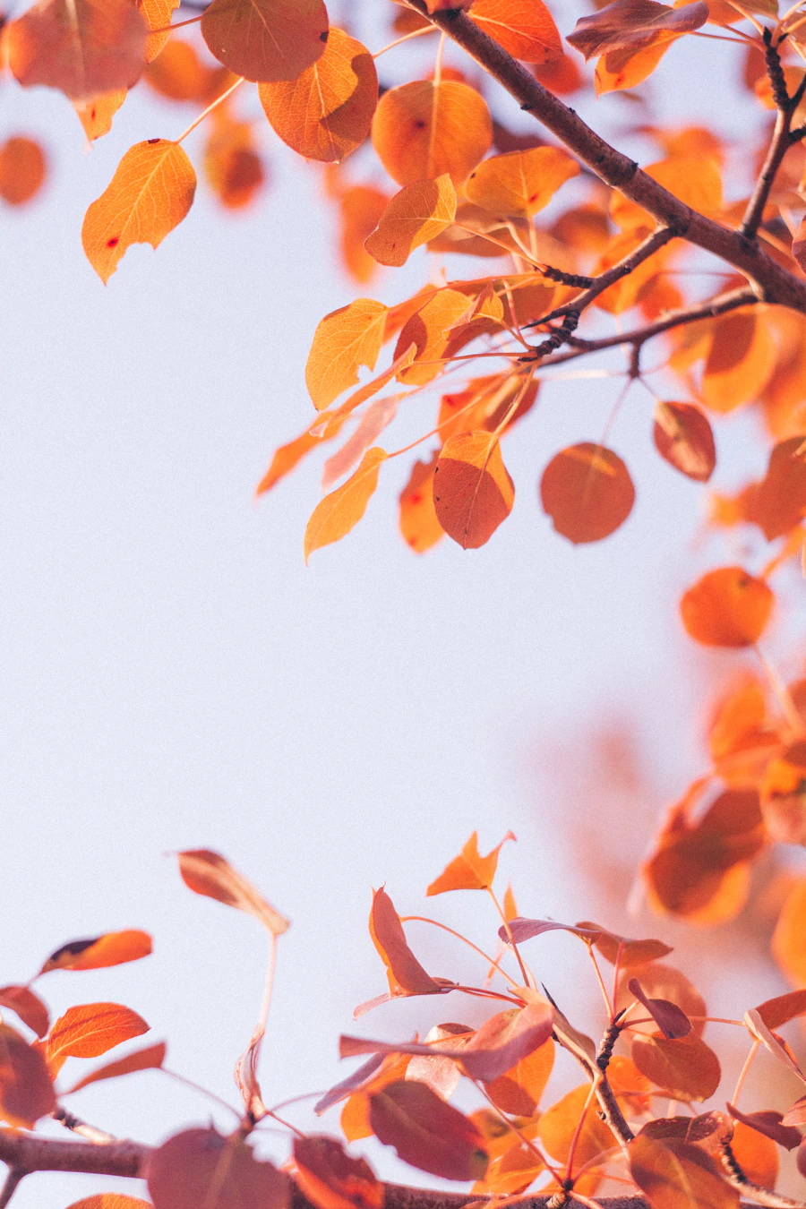 Vibrant orange leaves frame a softly lit blue sky, capturing a close-up of delicate branches in autumn light. This is a photographic still featuring natural foliage, not a logo or illustration.