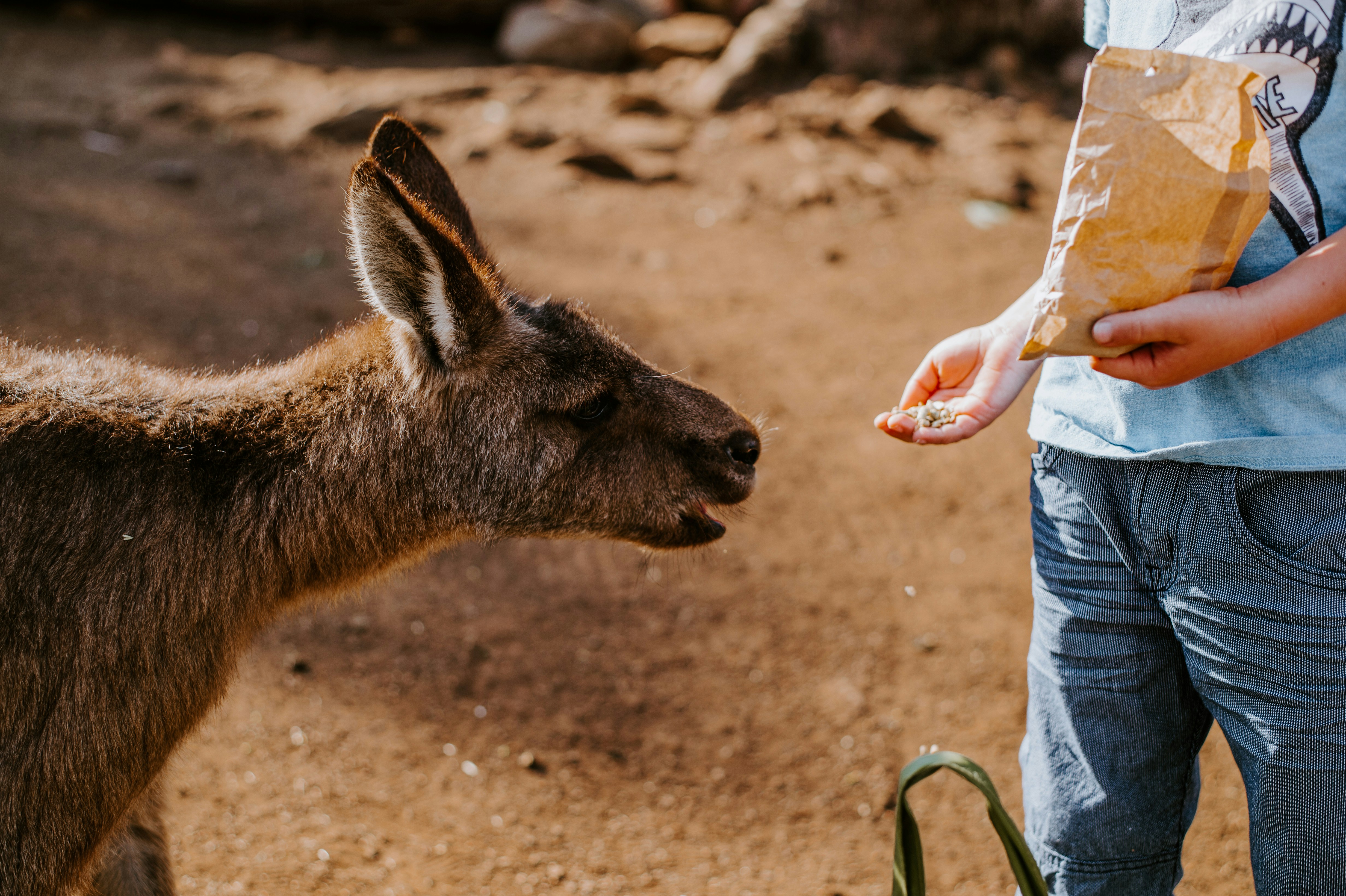 Child feeding animal photo – Free Human Image on Unsplash