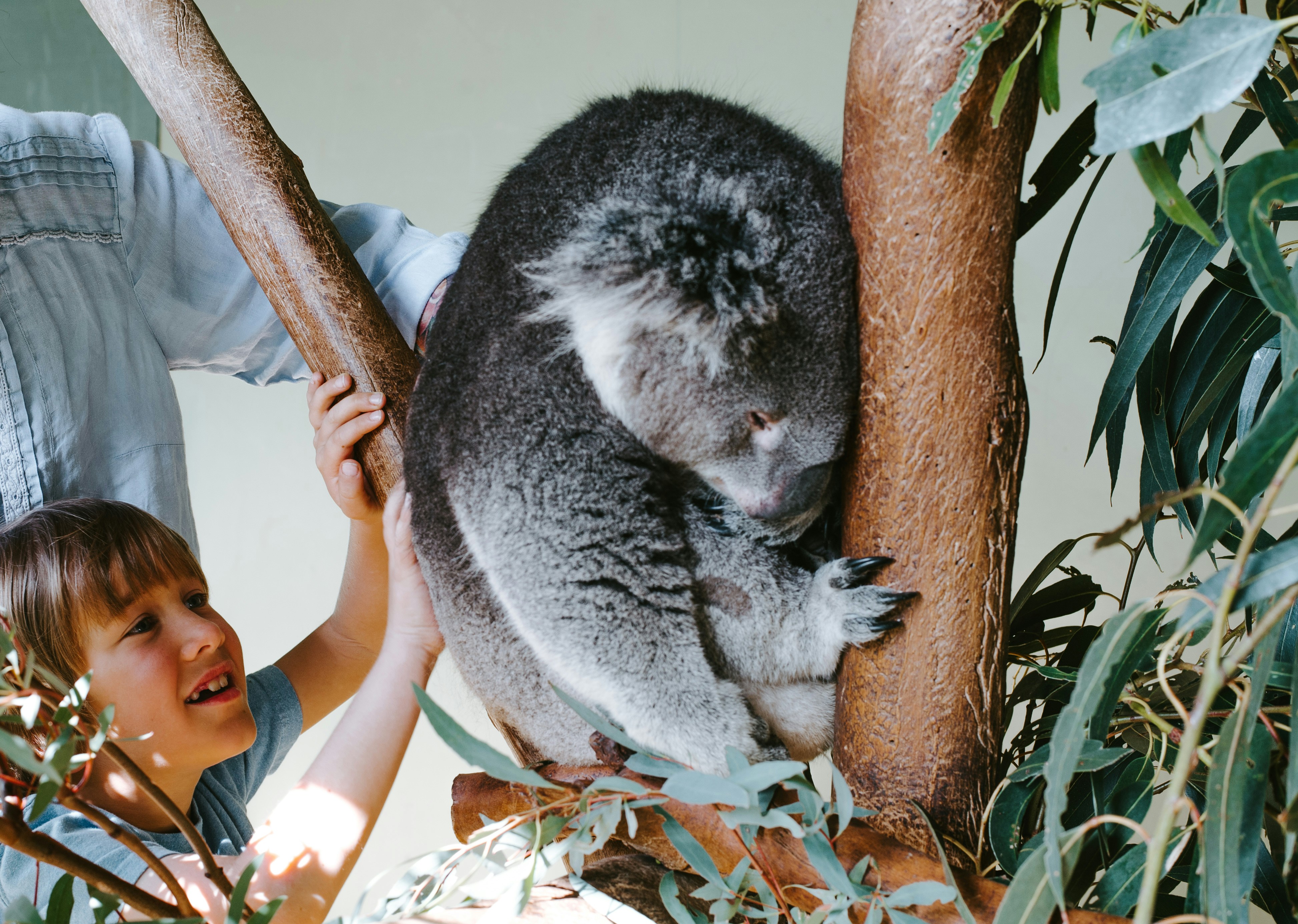 Child and koala in a leafy embrace on a sunlit branch