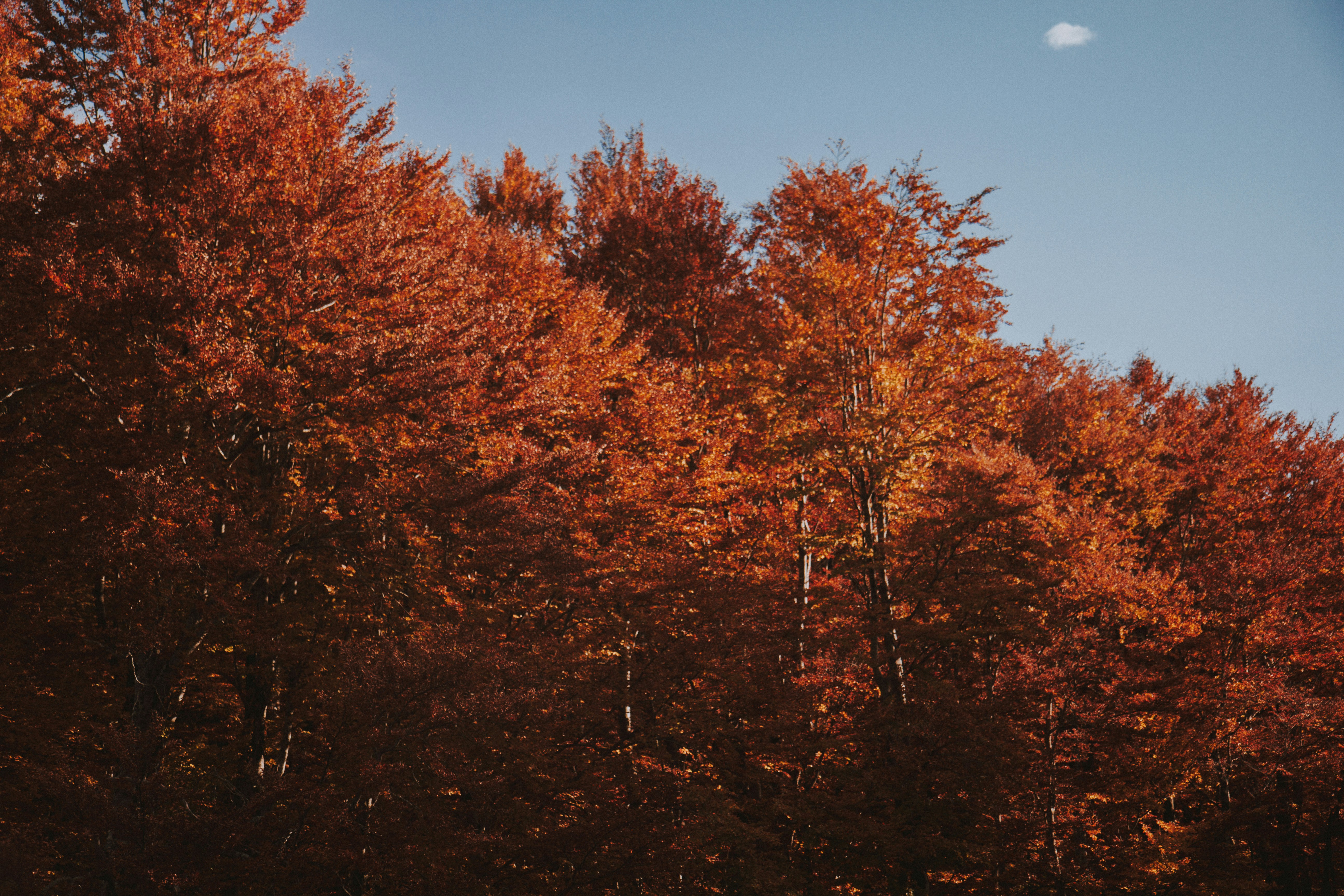 Vibrant orange and red foliage fills the landscape under a clear blue sky, showcasing the beauty of autumn in a forest setting.