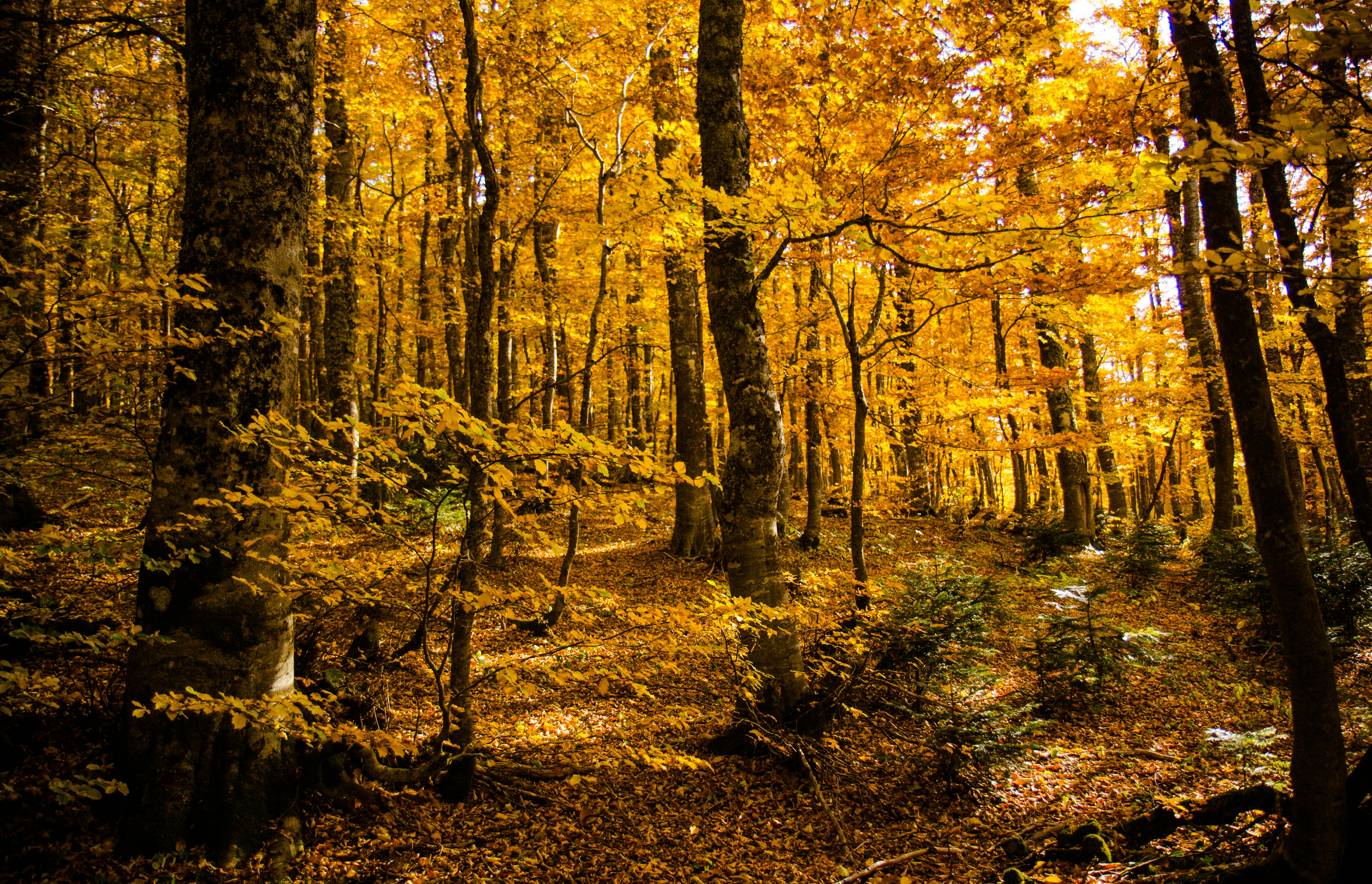 Sun-dappled forest floor beneath a canopy of golden autumn leaves.