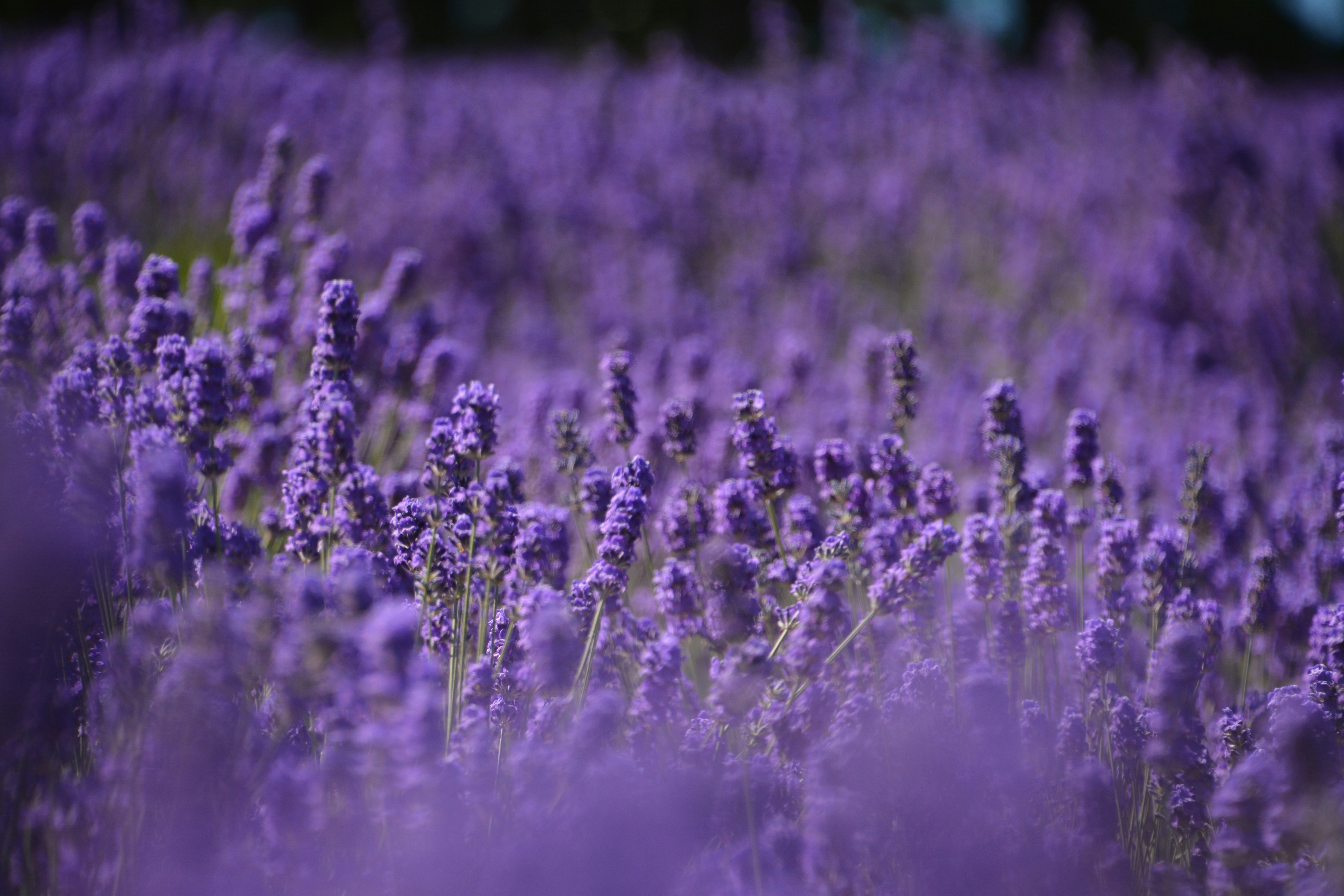 Lavender | 9 best free lavender, flower, plant and blossom photos on ...