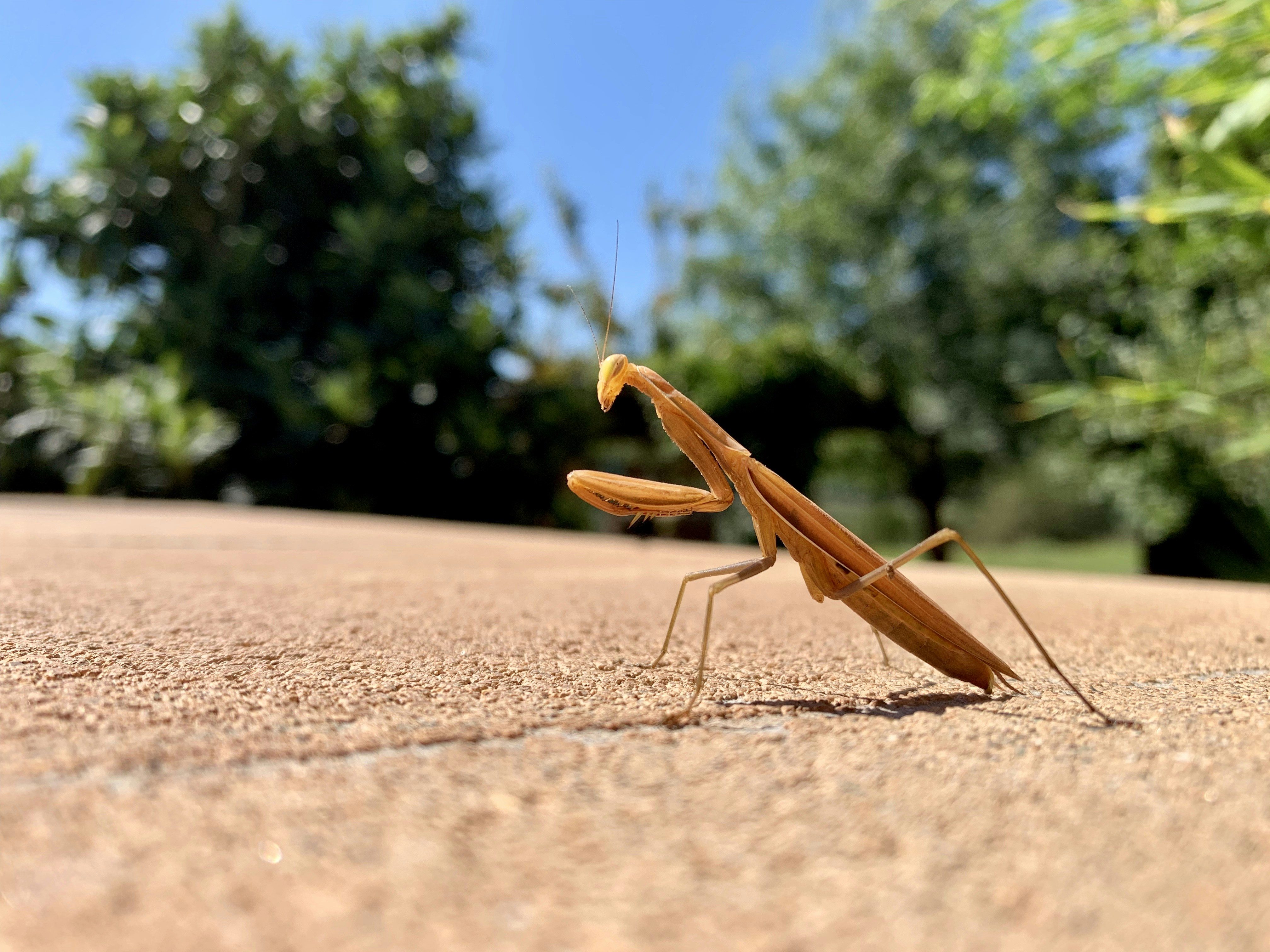 Mantis religiosa marrón foto – Imagen de #shotoniphone gratuita en Unsplash