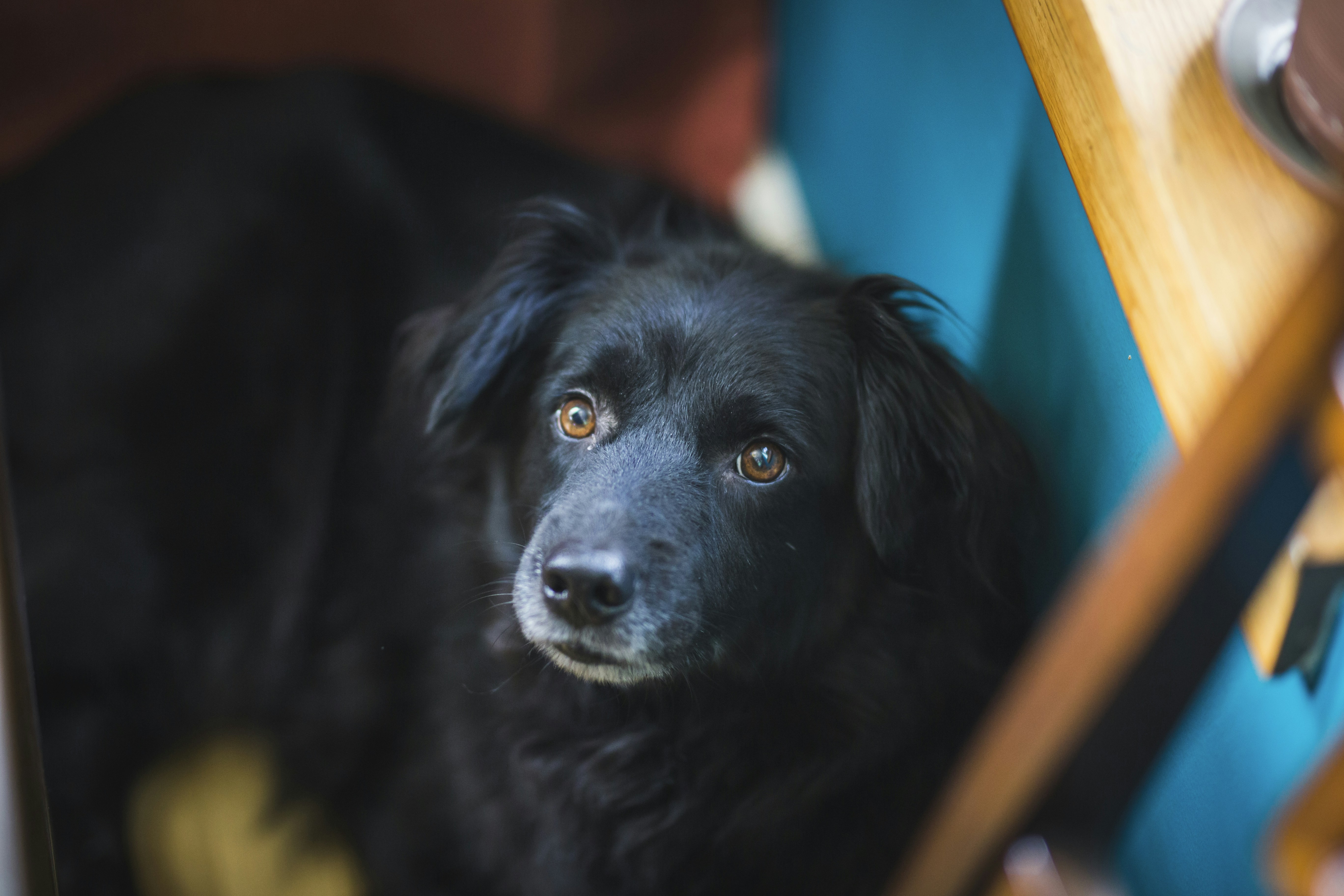 Black dog with expressive eyes resting comfortably in a cozy corner, surrounded by warm colors and soft textures.