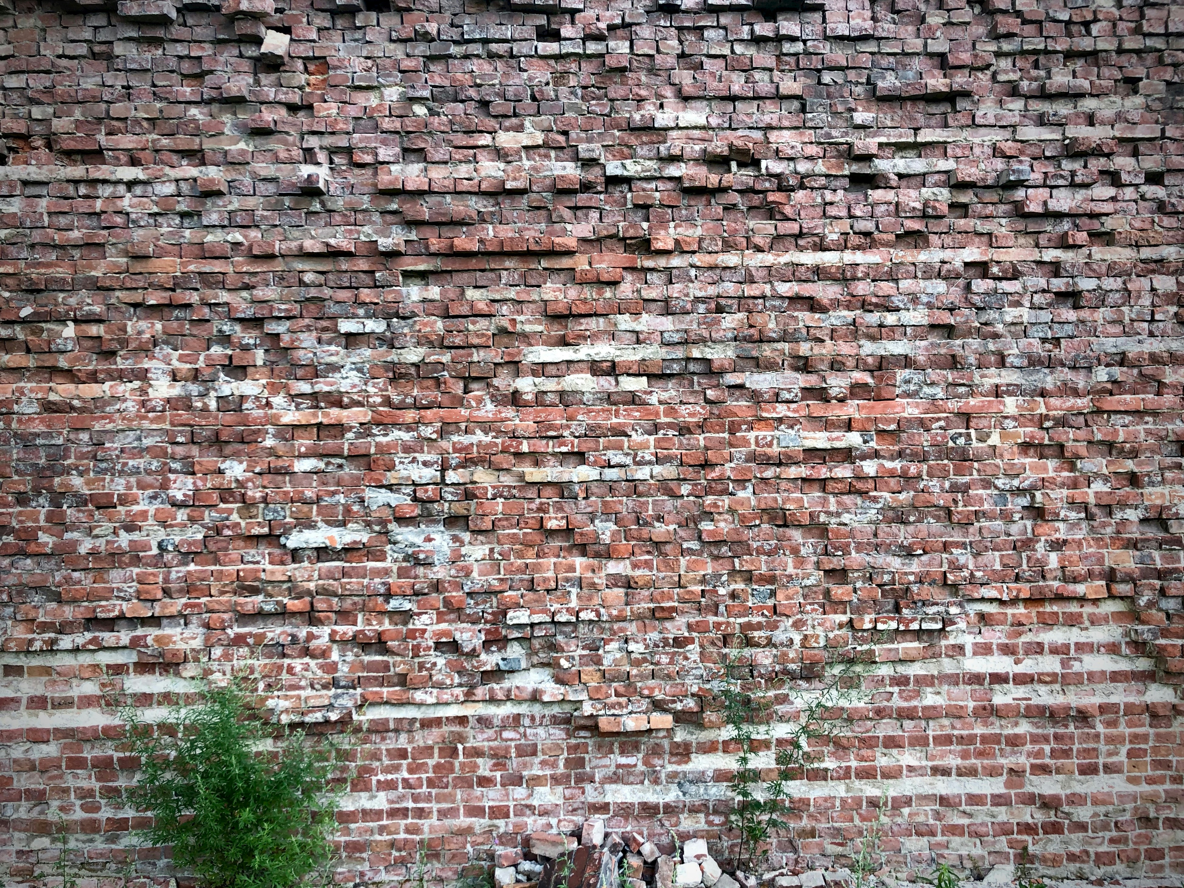 Bricked. | green plant near bricks wall
