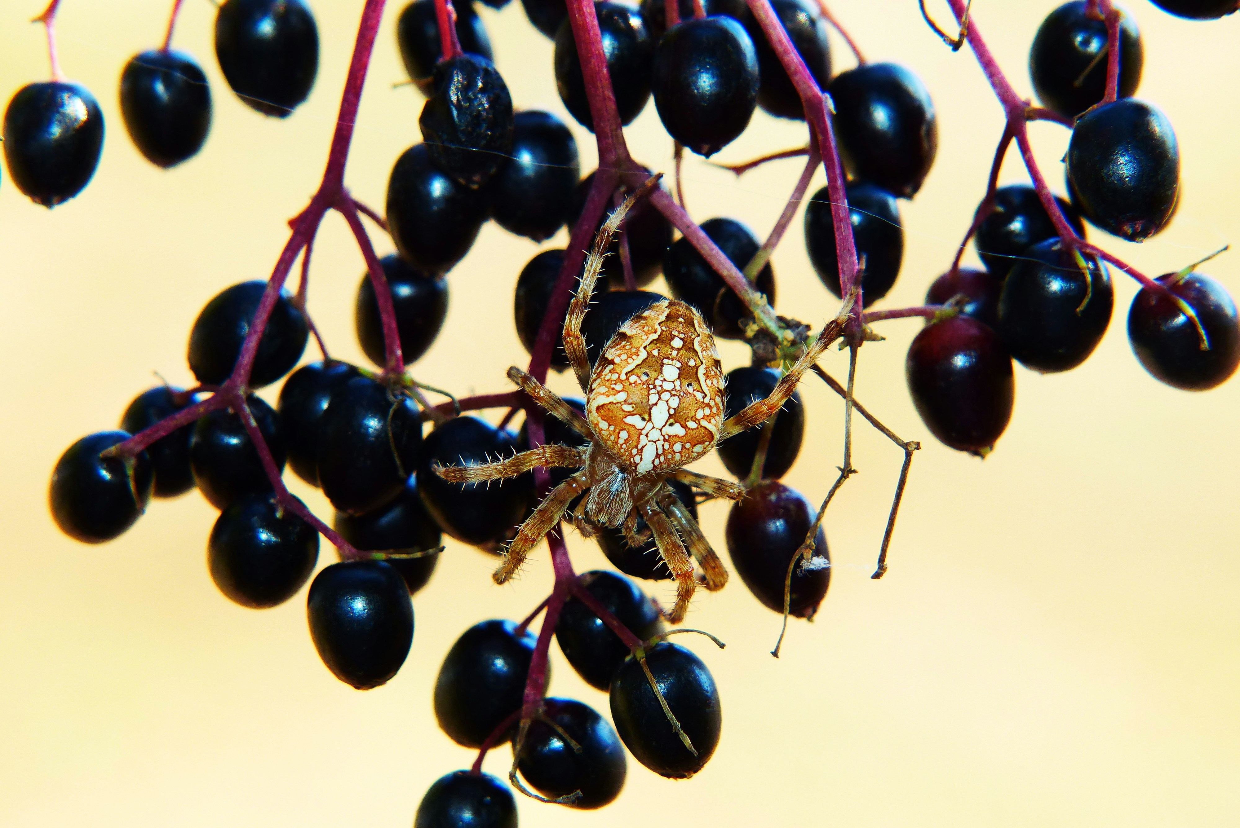 Hidden Orchard Architect: A Crab Spider Among Dark Berries