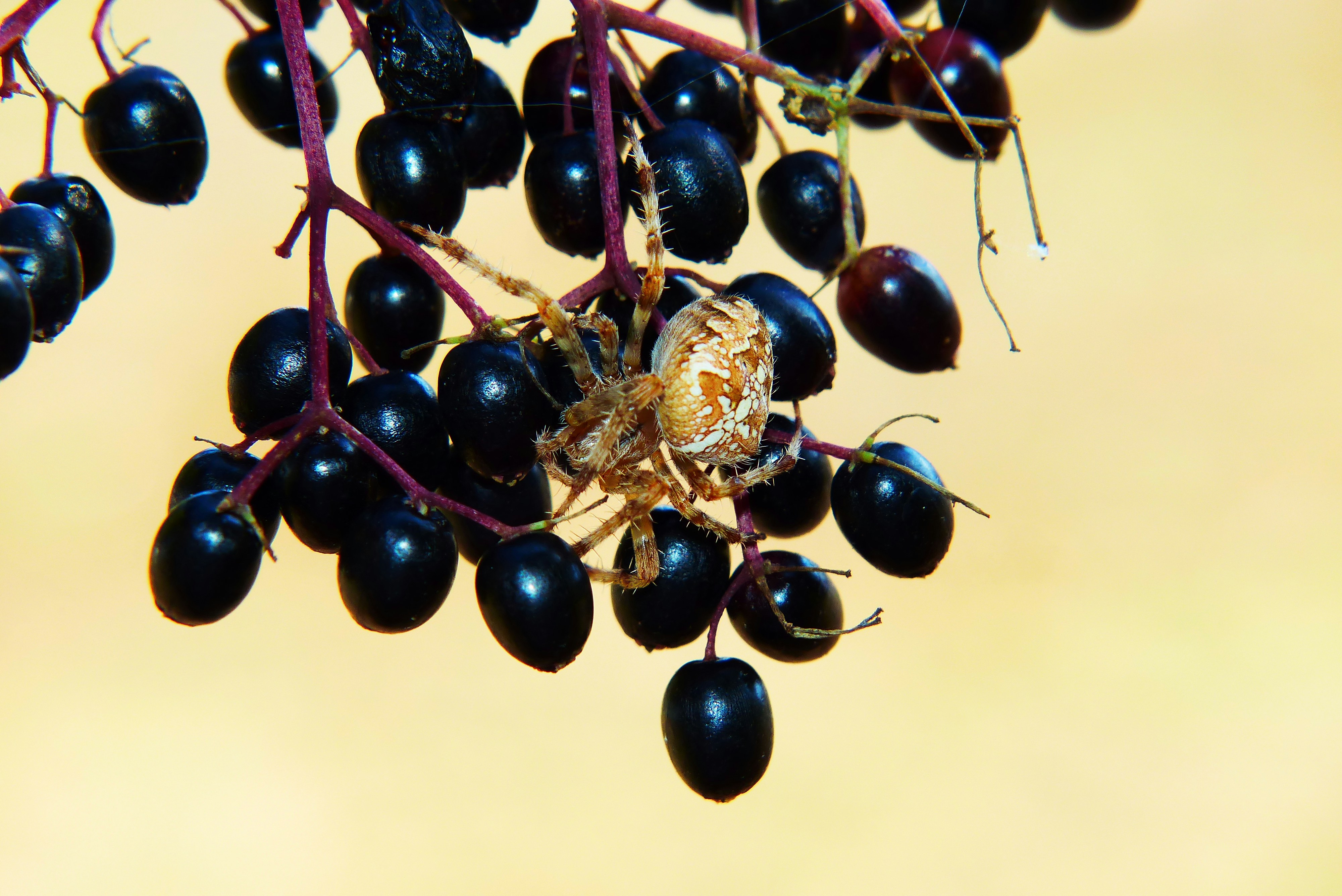 Orb-weaver in Amber: A Close-Up on a Silken Spotlight