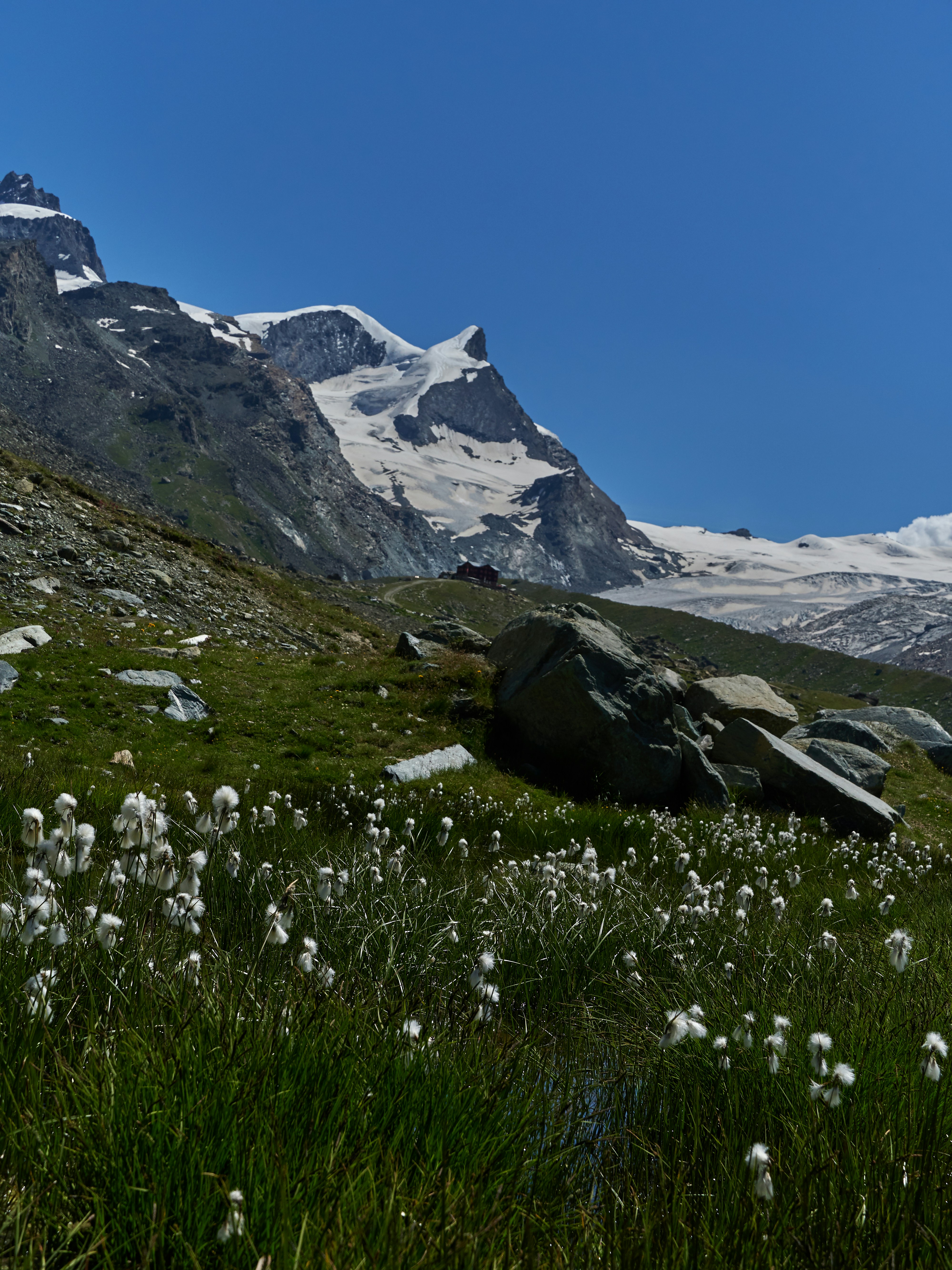 Lush green meadows dotted with delicate white flowers, framed by towering snow-capped mountains under a clear blue sky.
