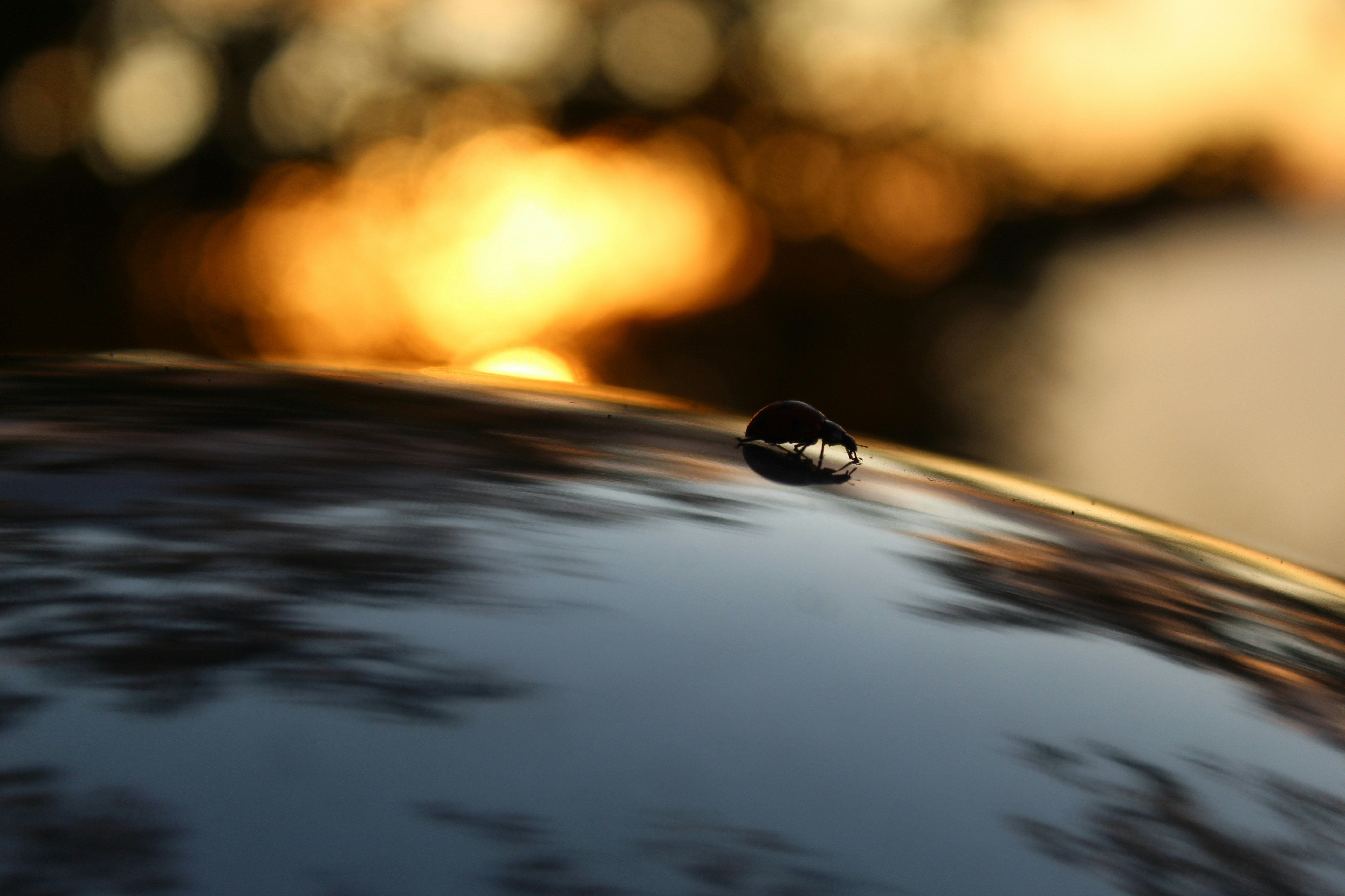 ladybug