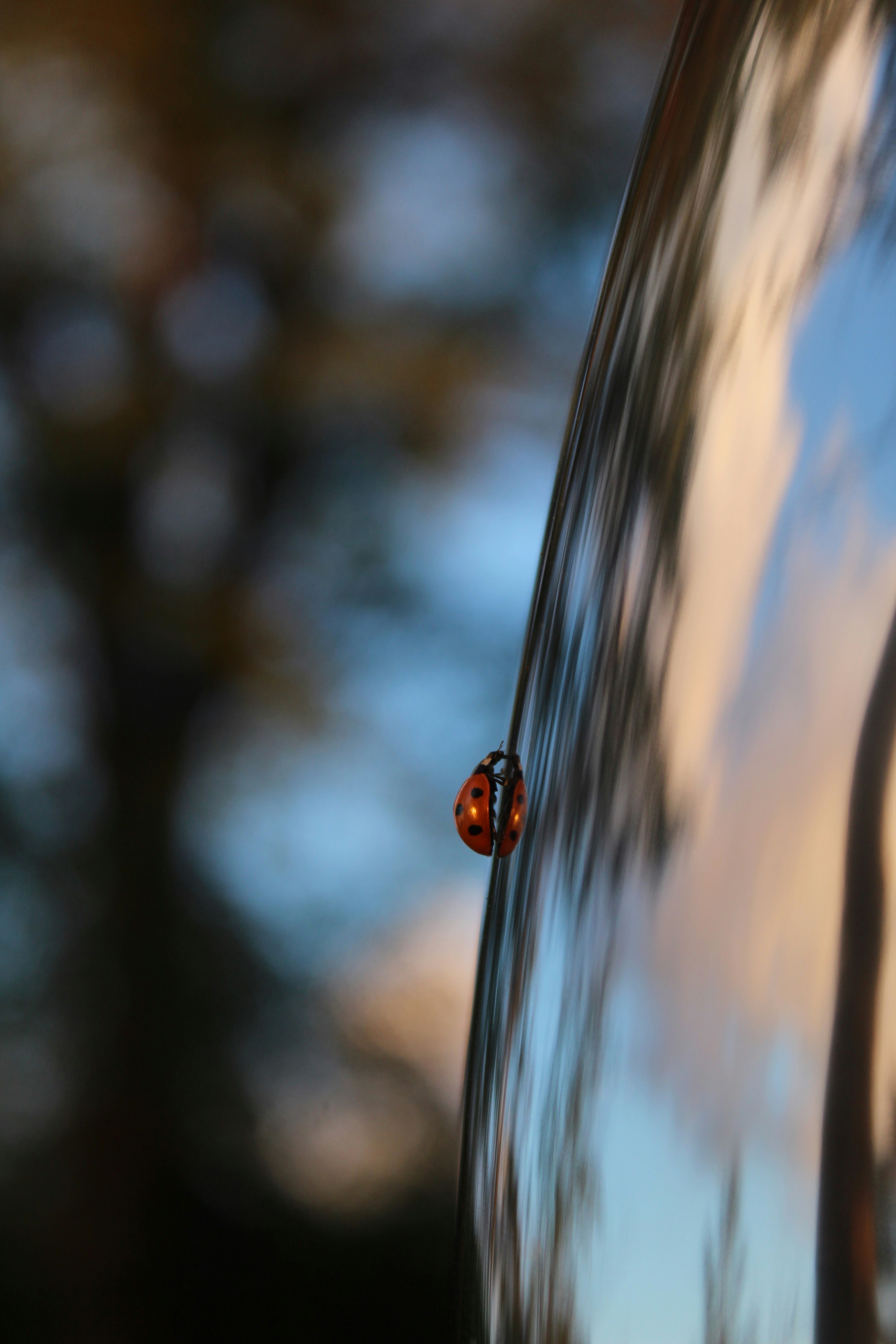 Reflections of Nature: A Ladybug's Ascent