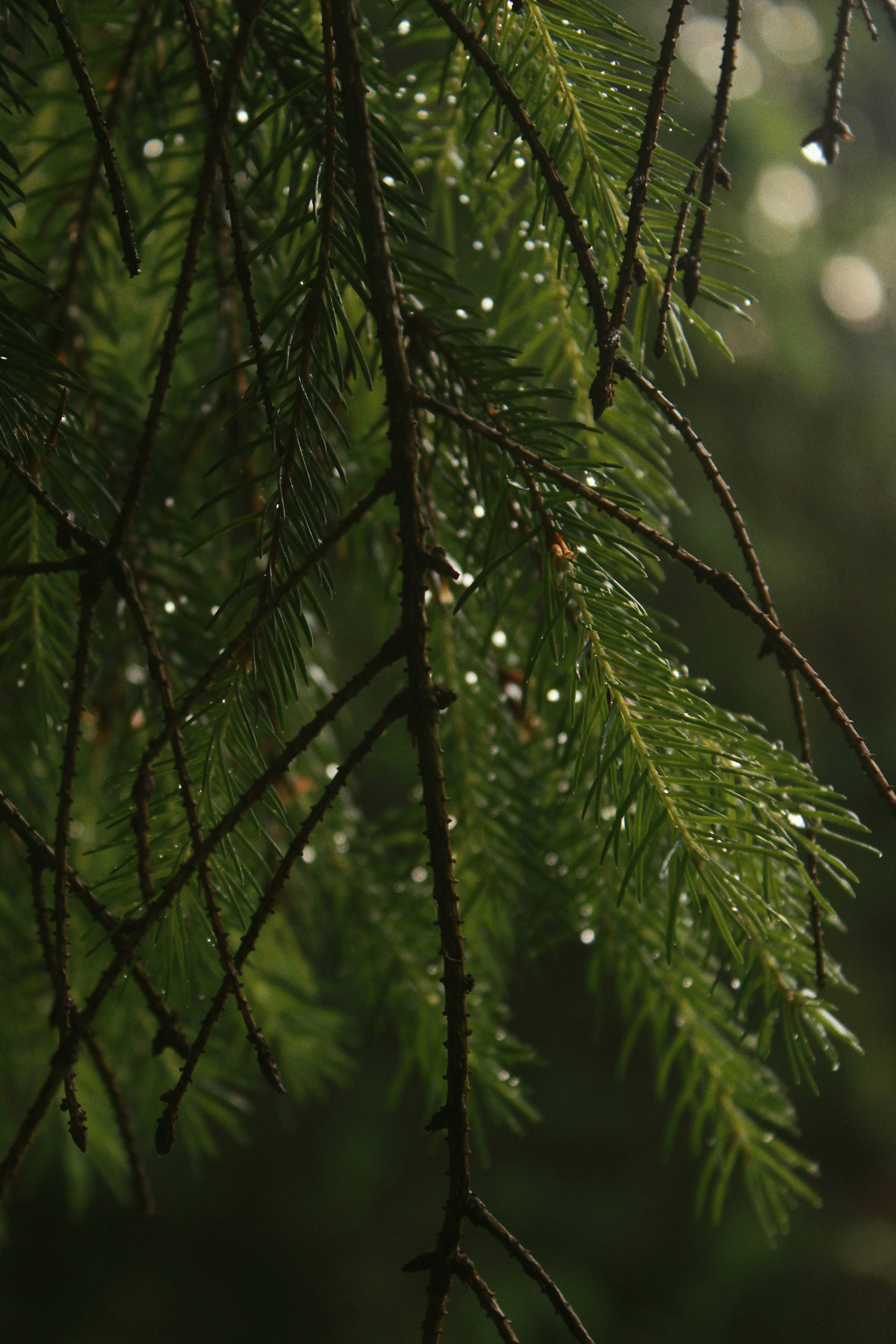 Arbre vert photo – Photo Vert Gratuite sur Unsplash