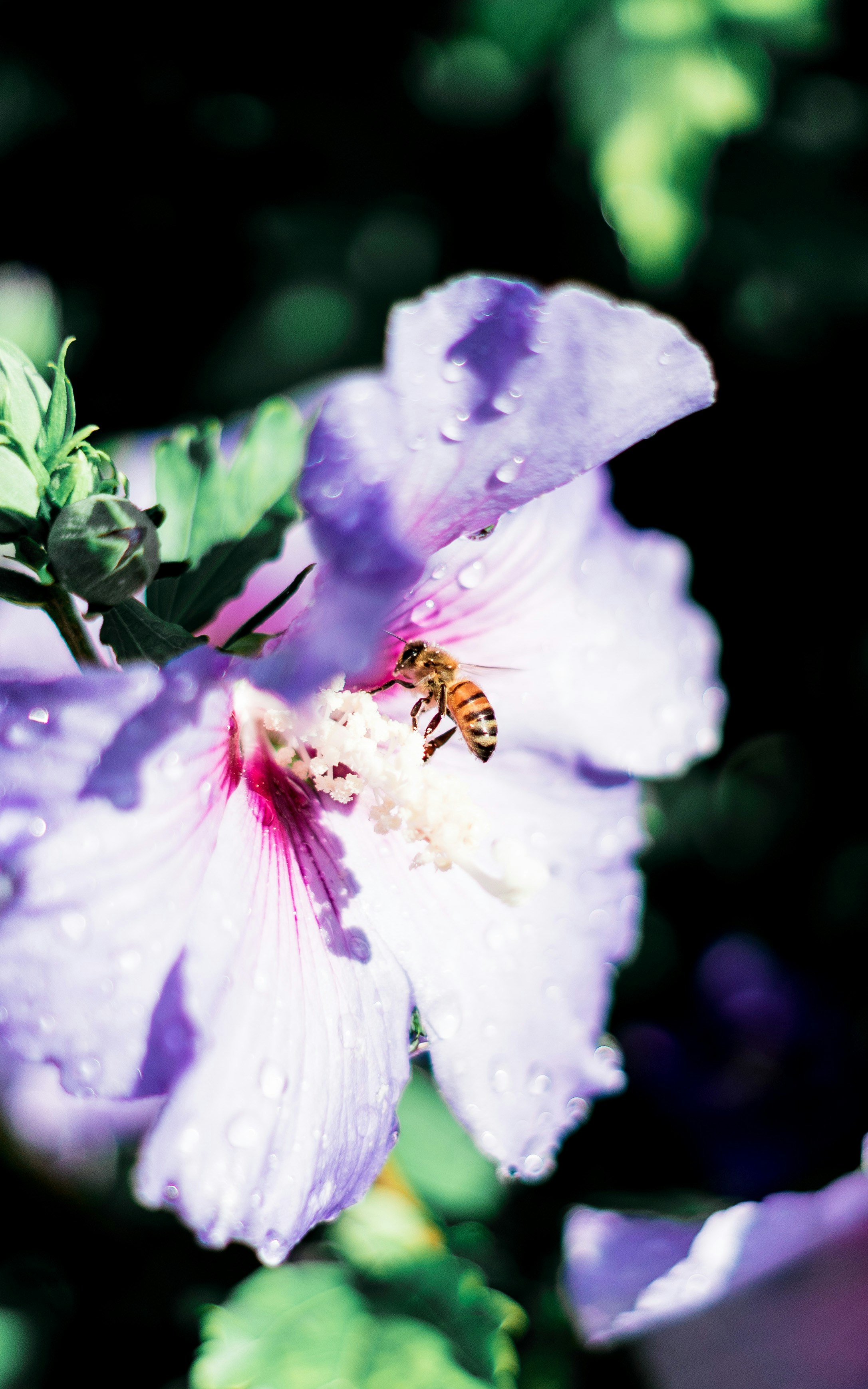Bee on a Lavender Bloom: a Tiny Harvester in Soft Focus Light