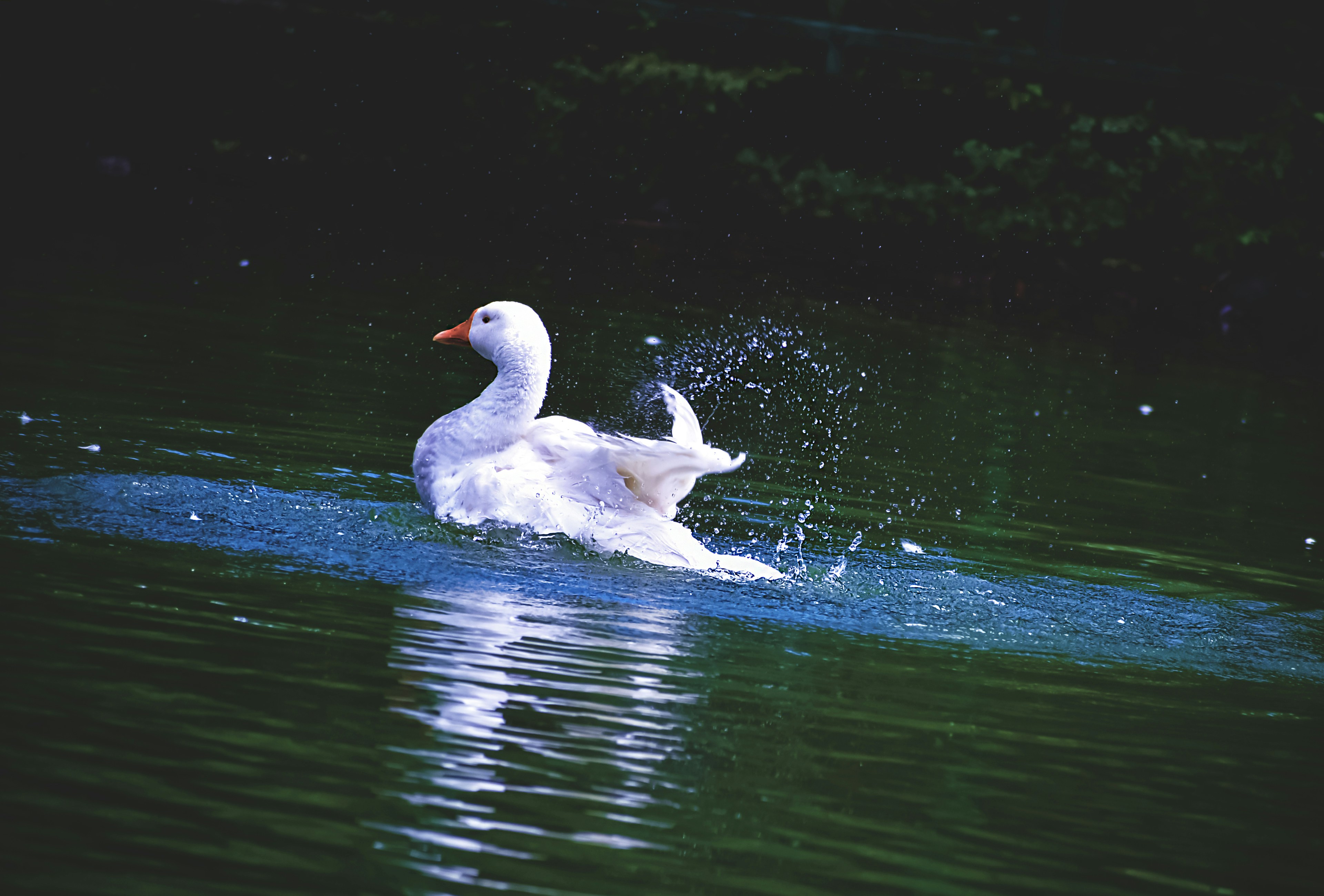 Emerald Wake: a white goose slices the water, leaving a spray