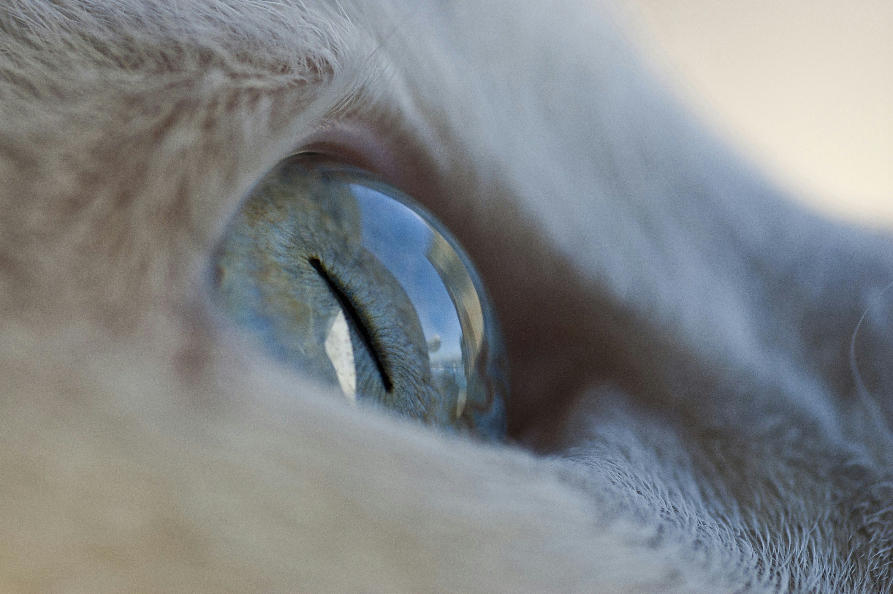 Close-up of a cat's eye showcasing intricate details and reflections of the surroundings.