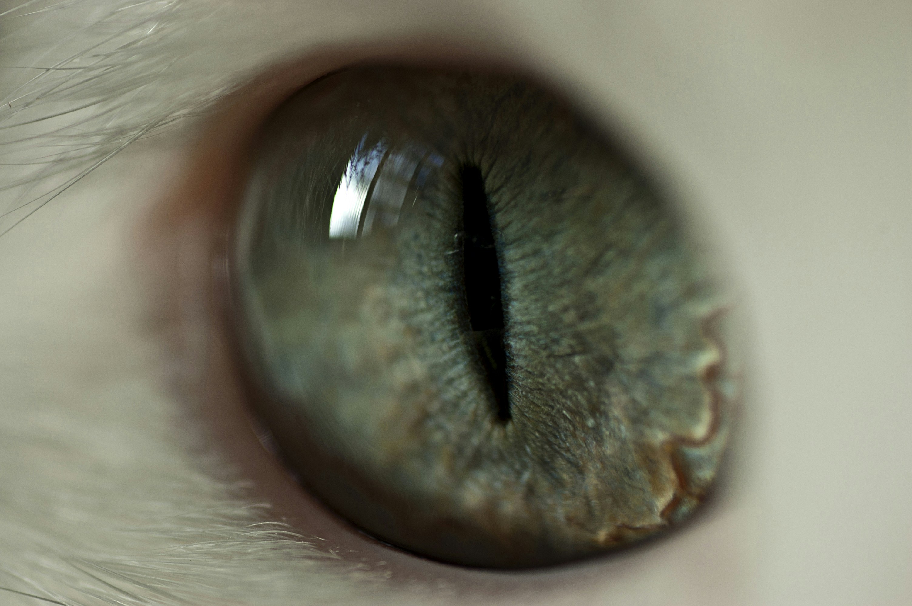 Blue eye of white cat, closeup | animal eye
