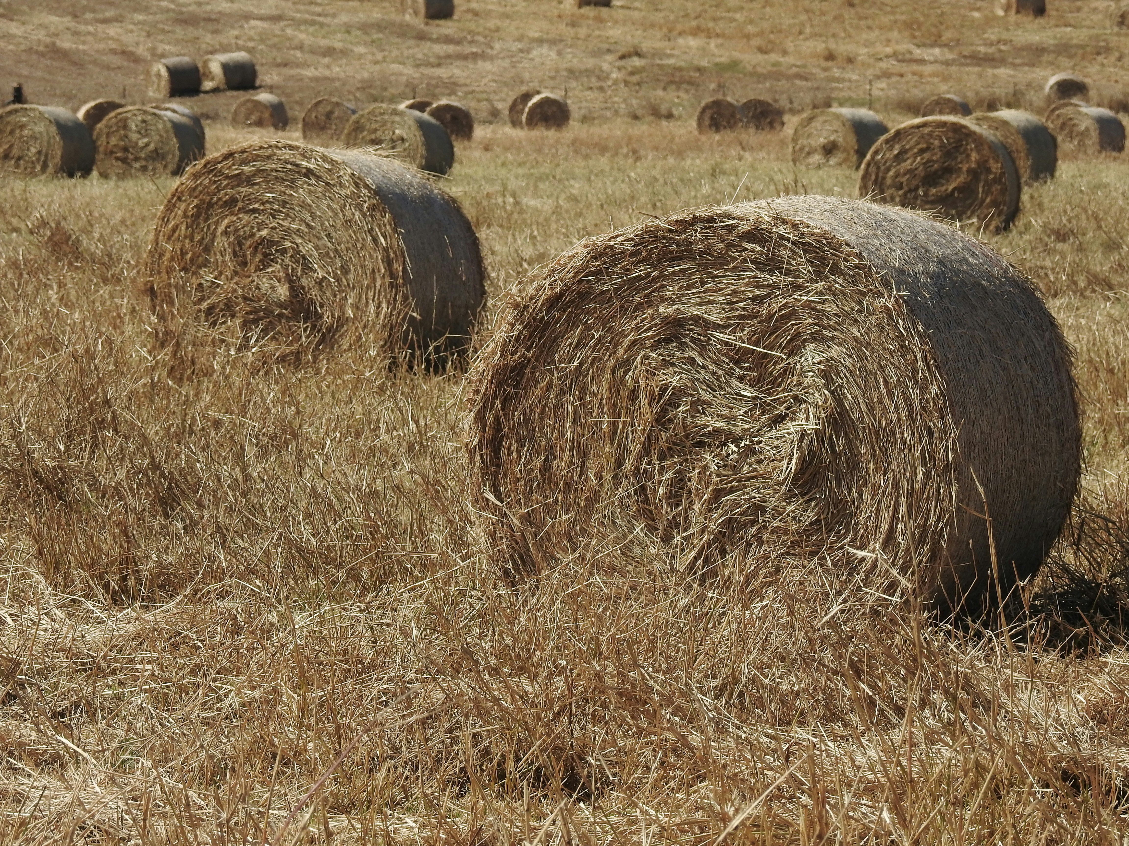 Rolled hay on grass field photo – Free Green Image on Unsplash