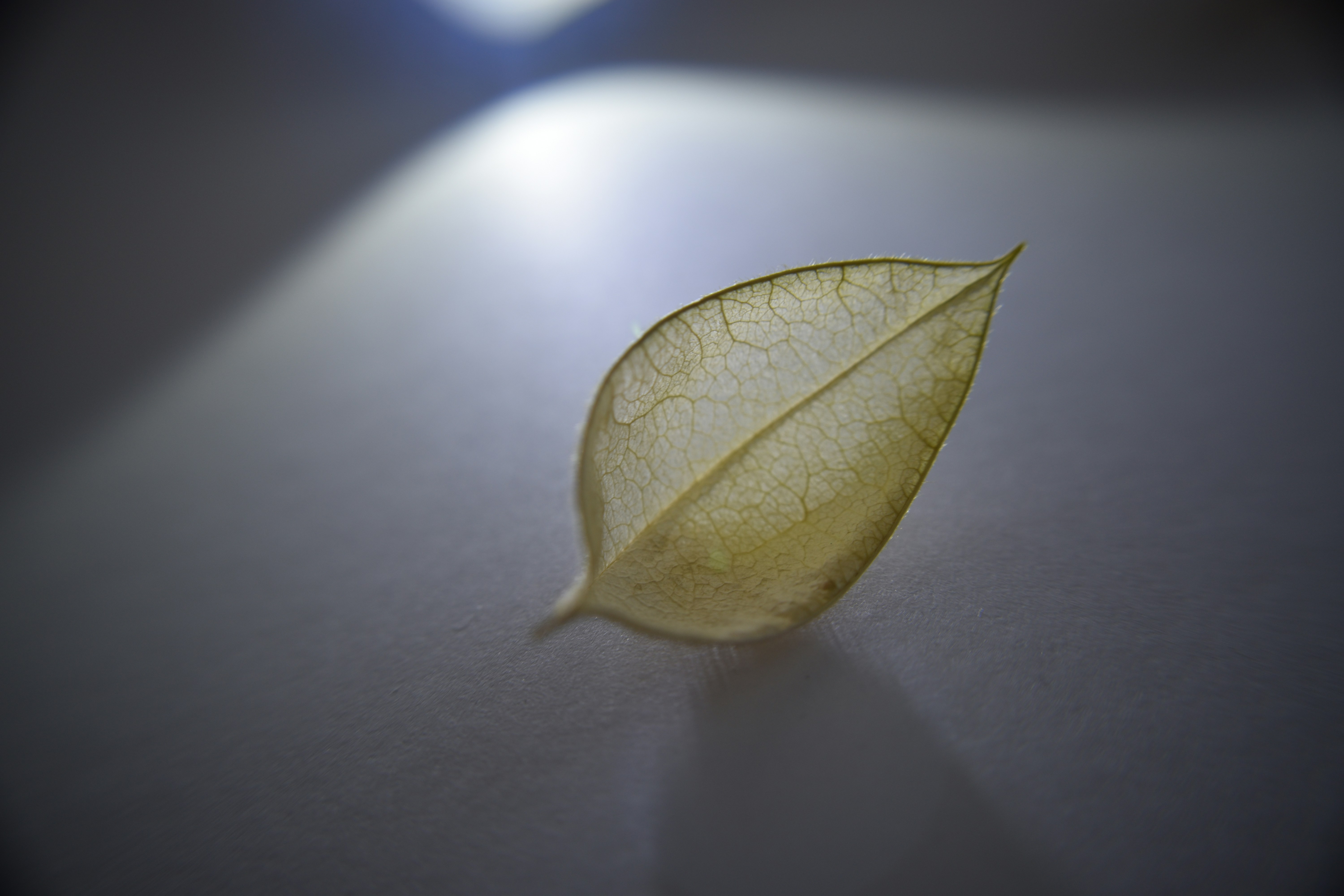 Delicate leaf with intricate veins illuminated by soft light, resting on a smooth surface.