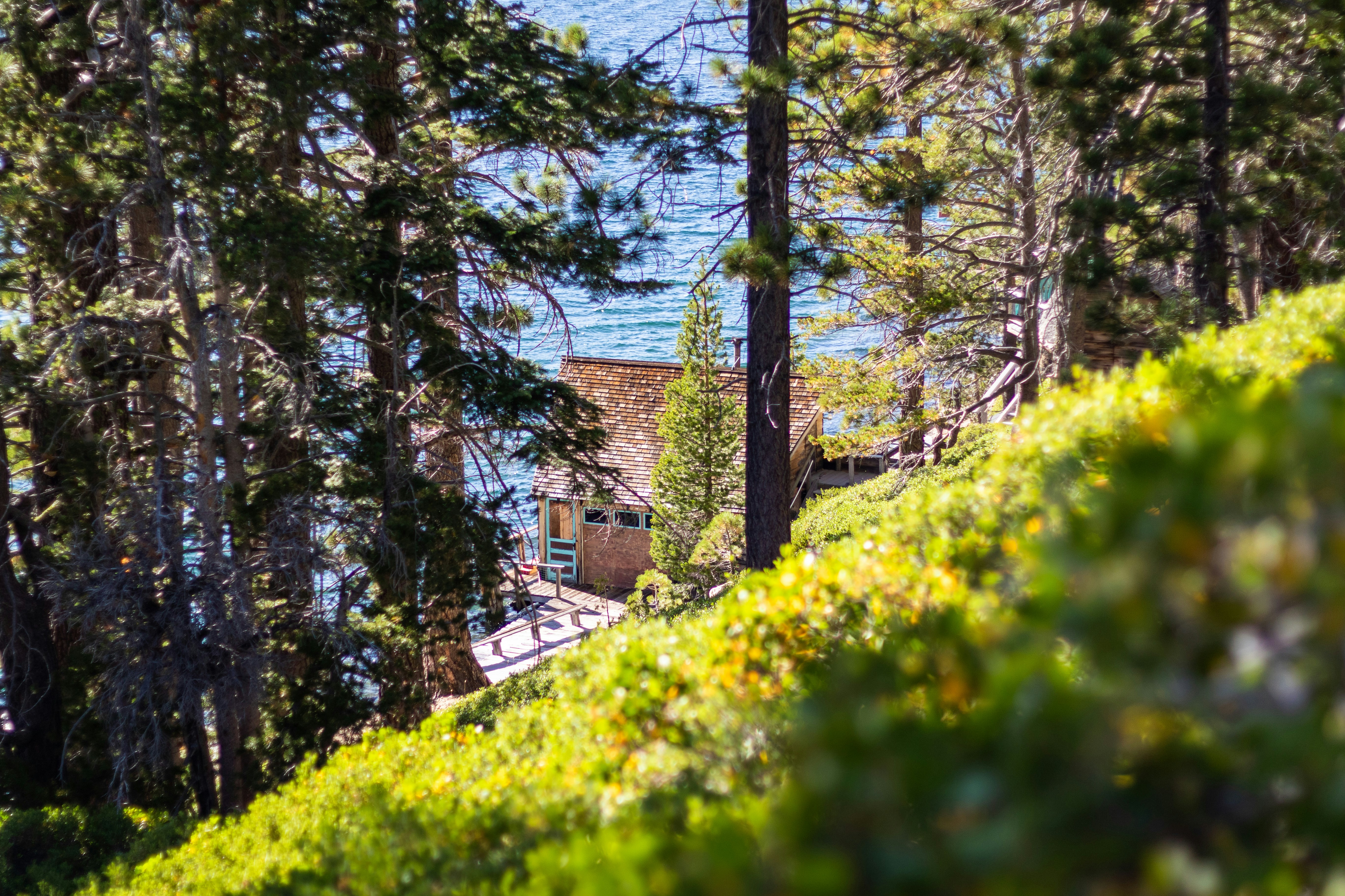 Pine-Framed Cottage Peeks Through a Bright Hedge