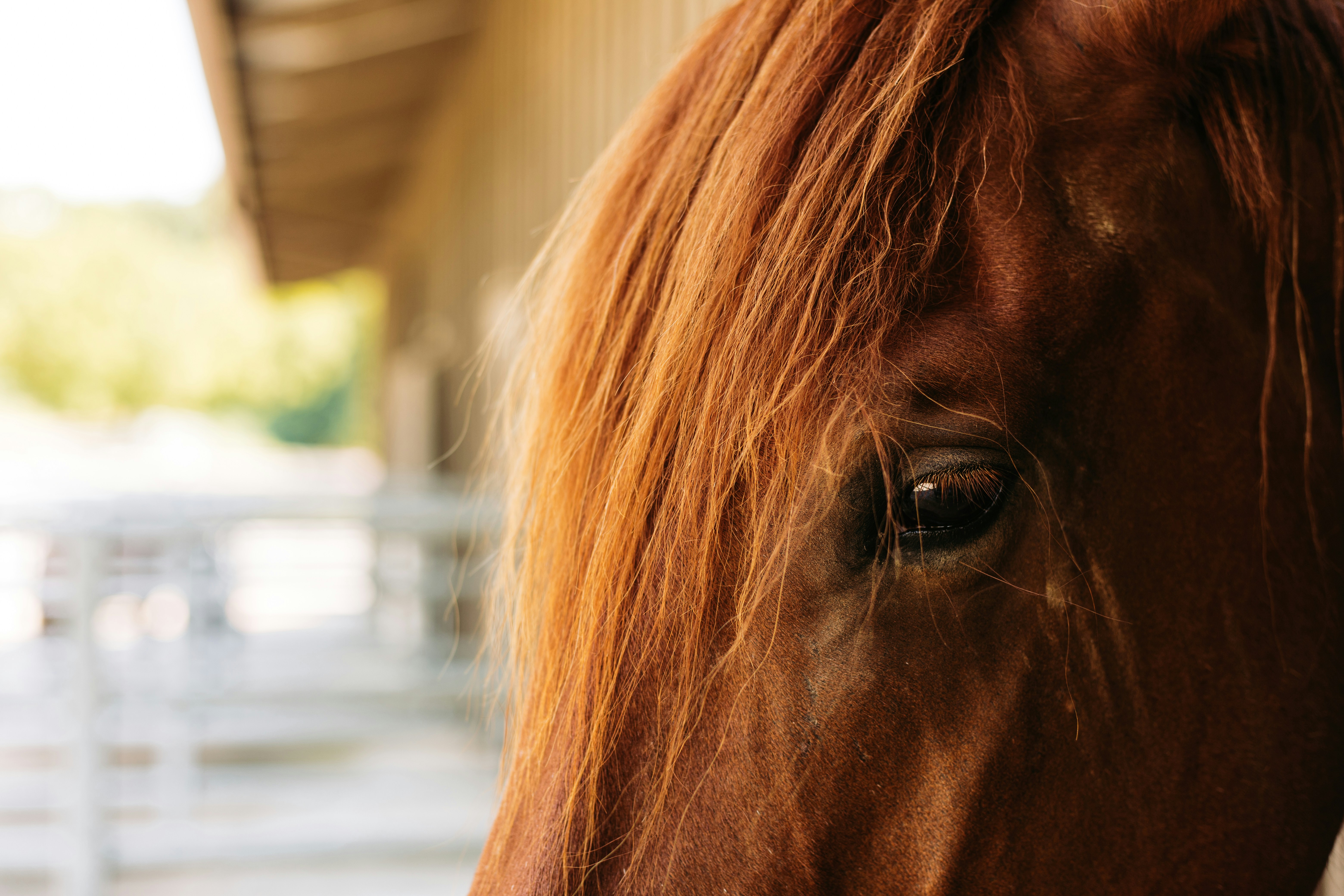 Animal Hair Pictures | Download Free Images on Unsplash