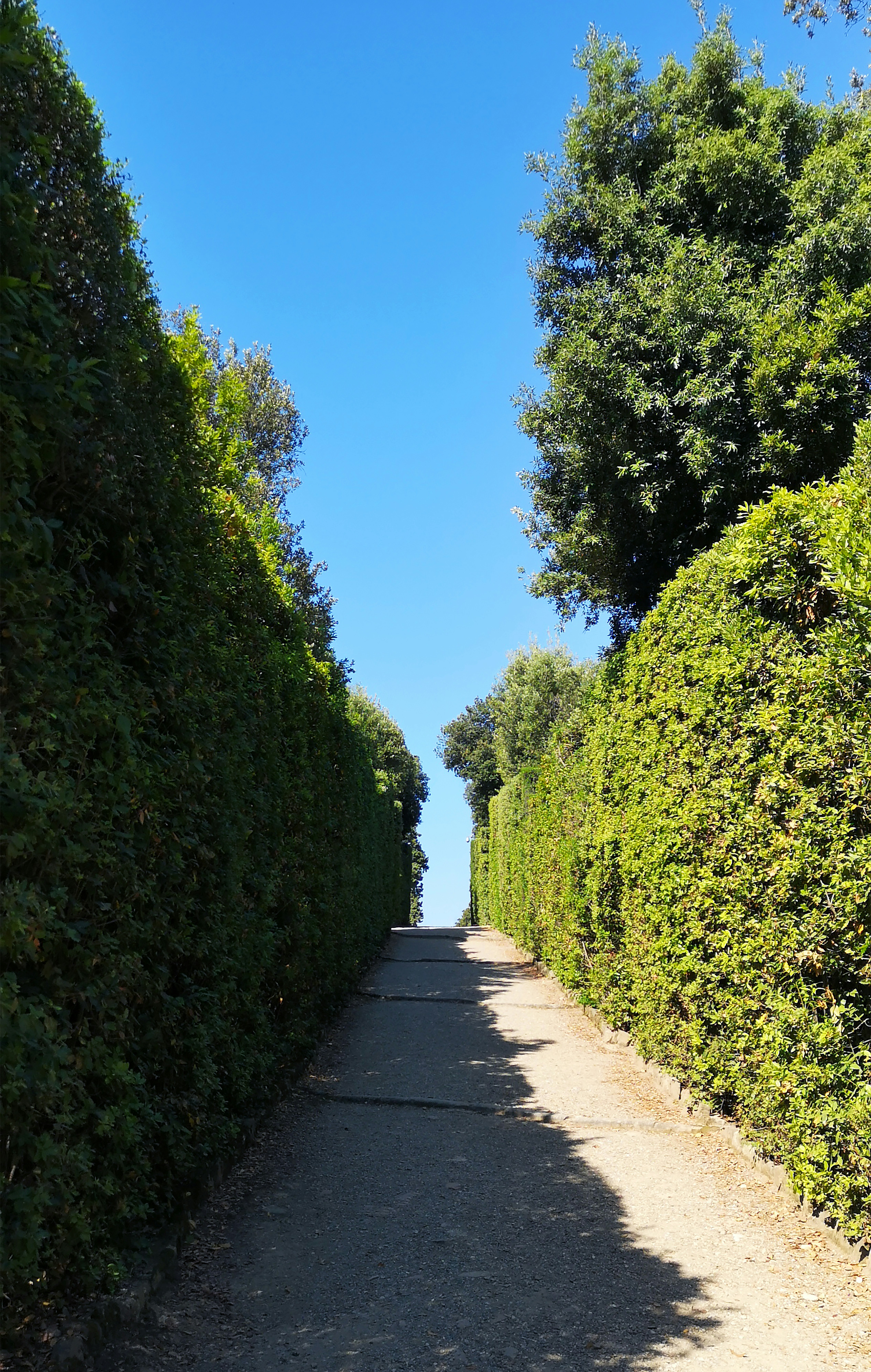 Green Corridor to the Sky: A Sunlit Path Between Tall Hedges