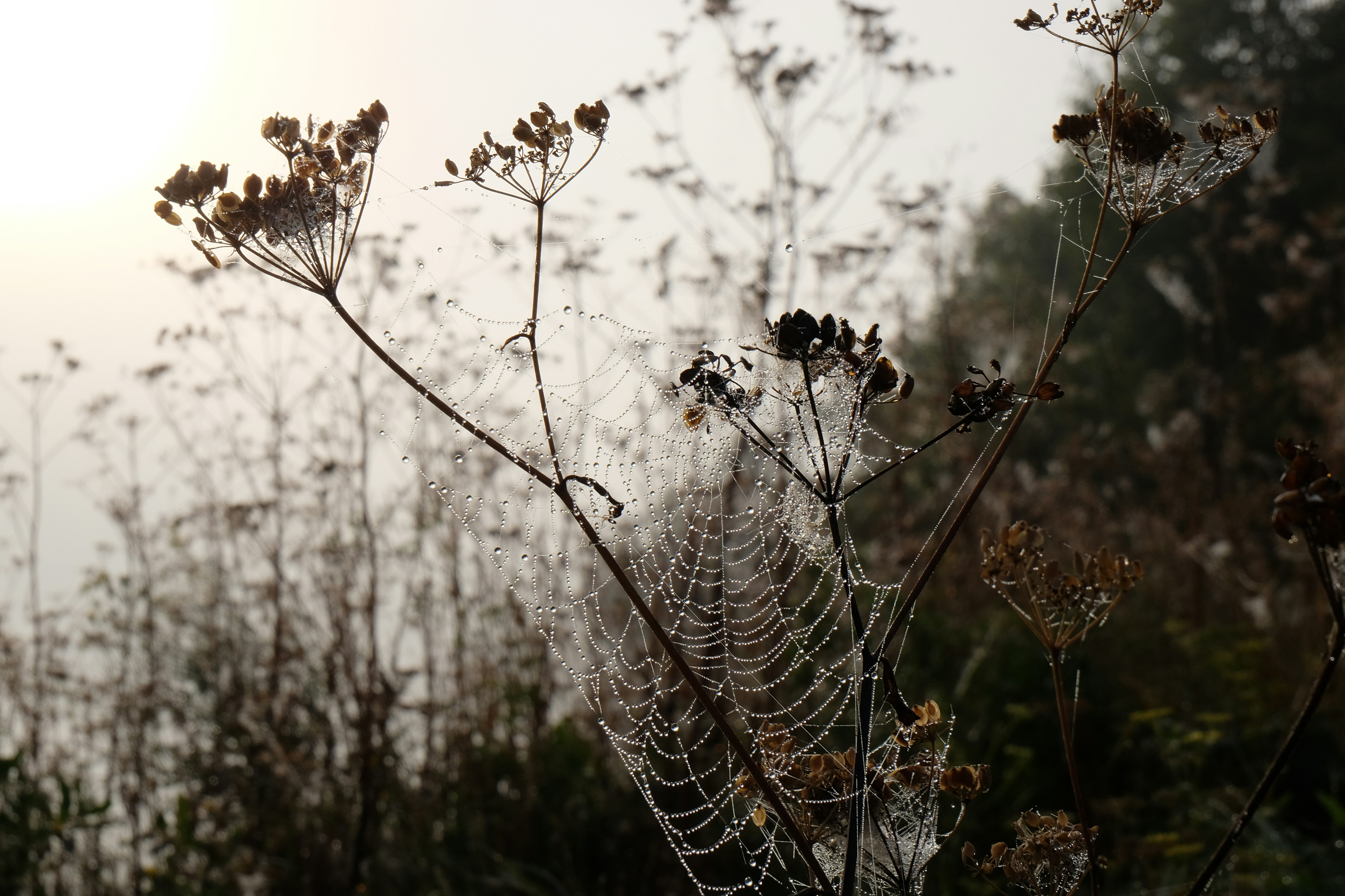 Dawn-Draped Lace: Dew-Kissed Spiderweb Between Seed Heads