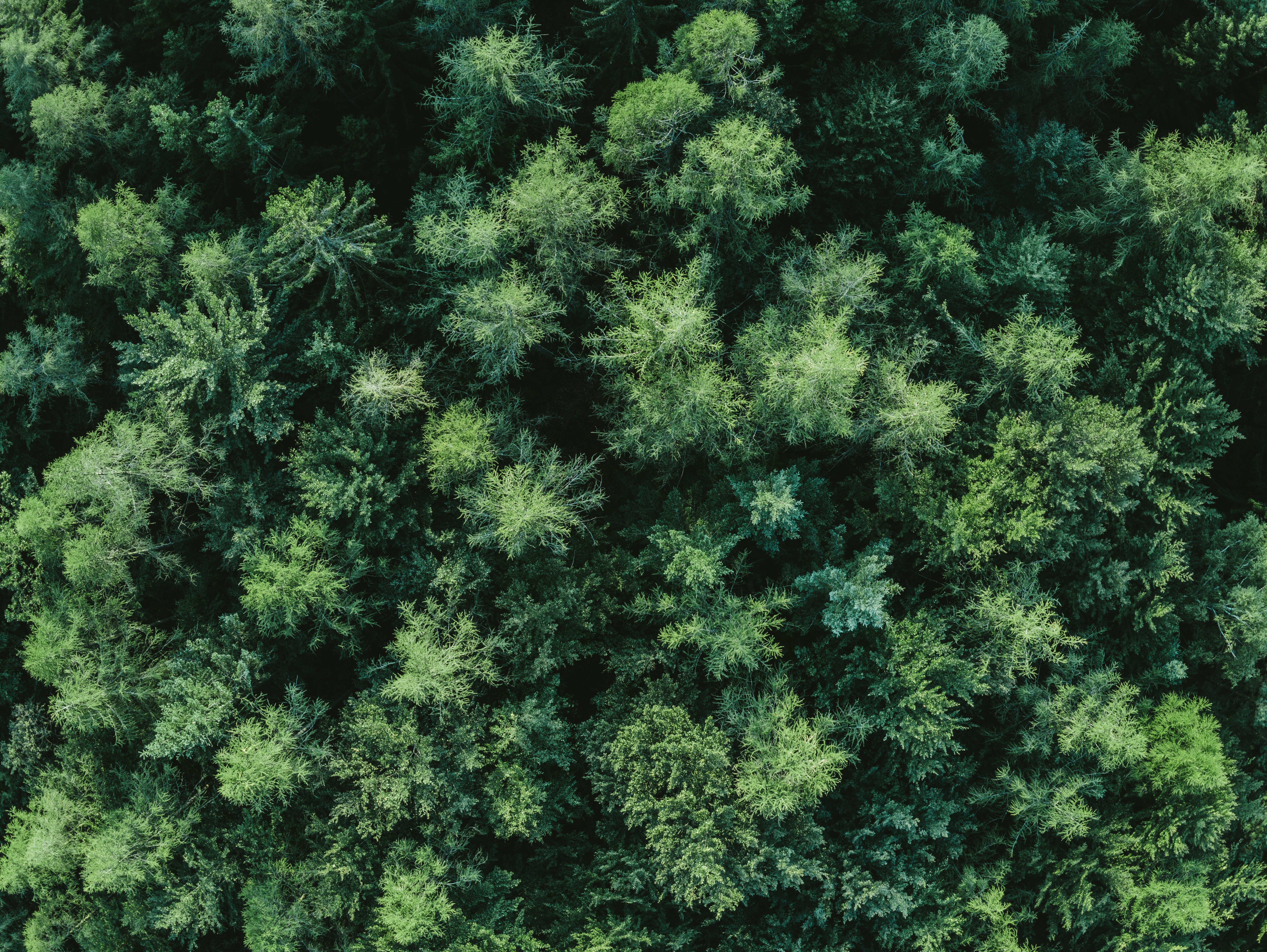 Forest Top View Pictures | Download Free Images on Unsplash