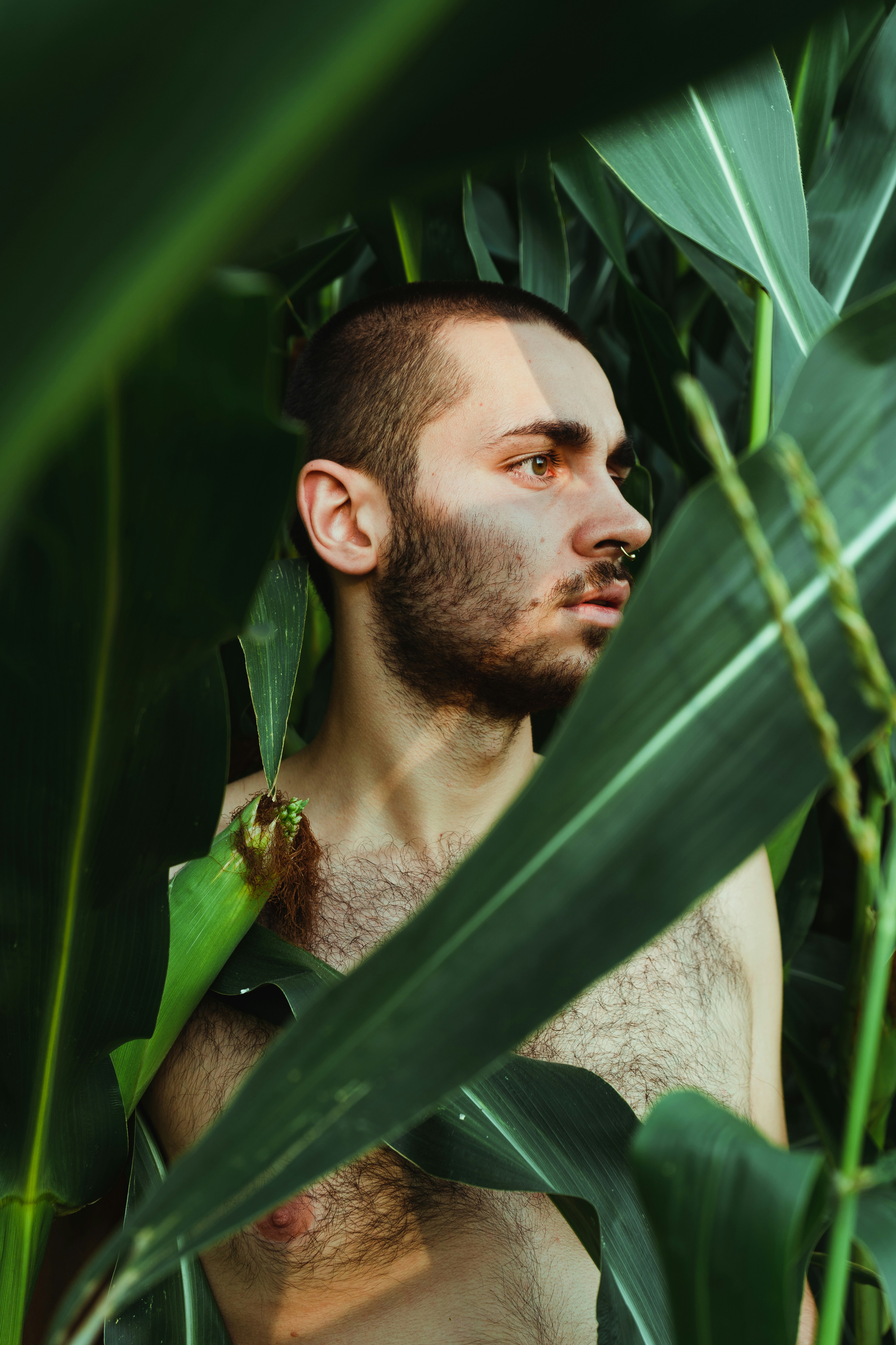 Foto Hombre sin camisa rodeado de plantas de maíz verde – Imagen Gris ...