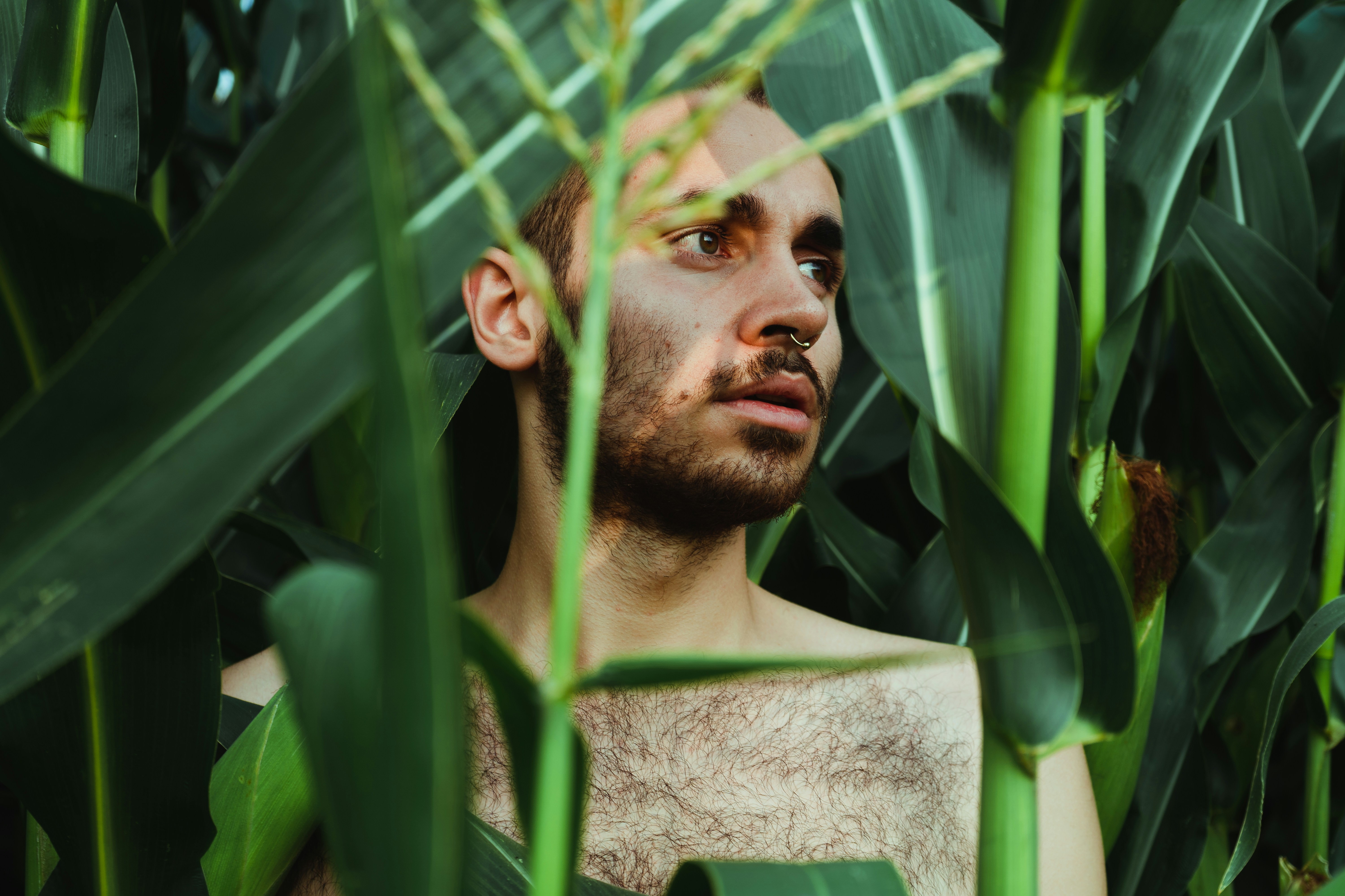 Glimpse of a Quiet Gaze Through a Corridor of Corn Leaves