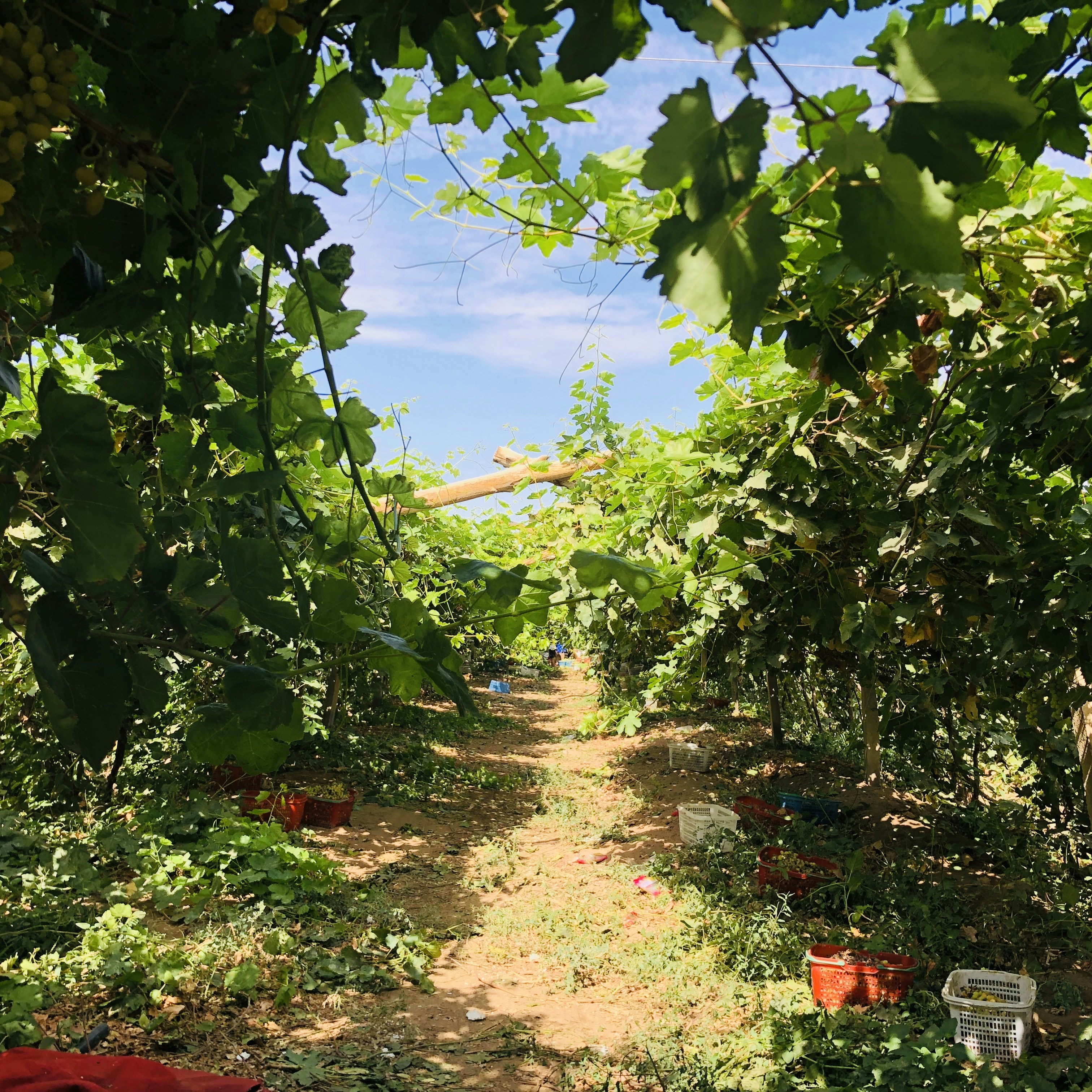 Photo by Rhys Wang with Apple iPhone 8